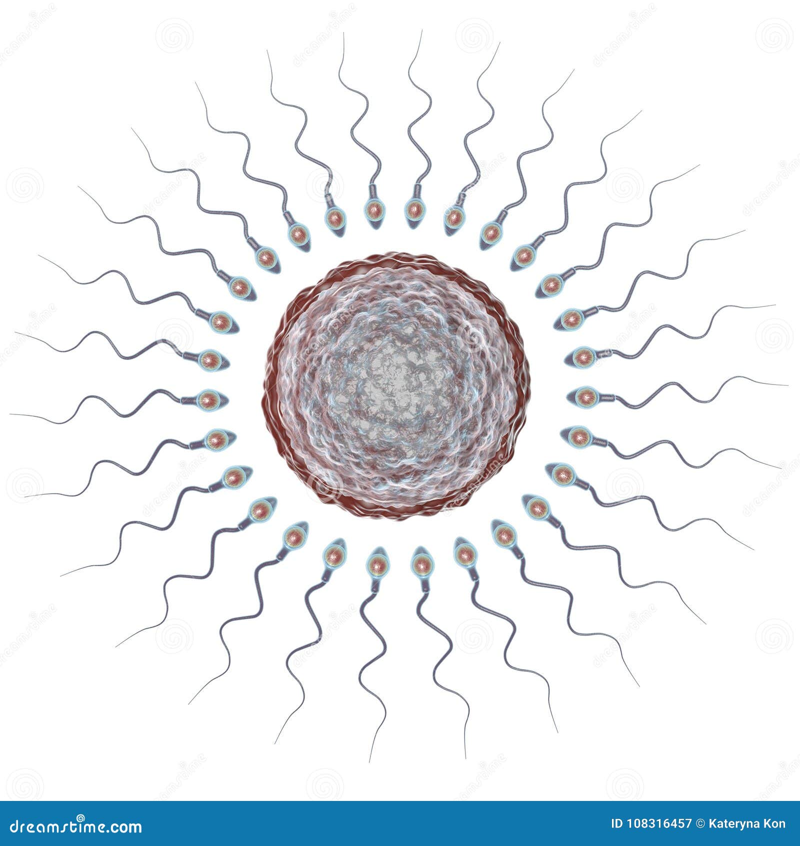 Fertilization of Human Egg Cell by Spermatozoan Stock Illustration ...