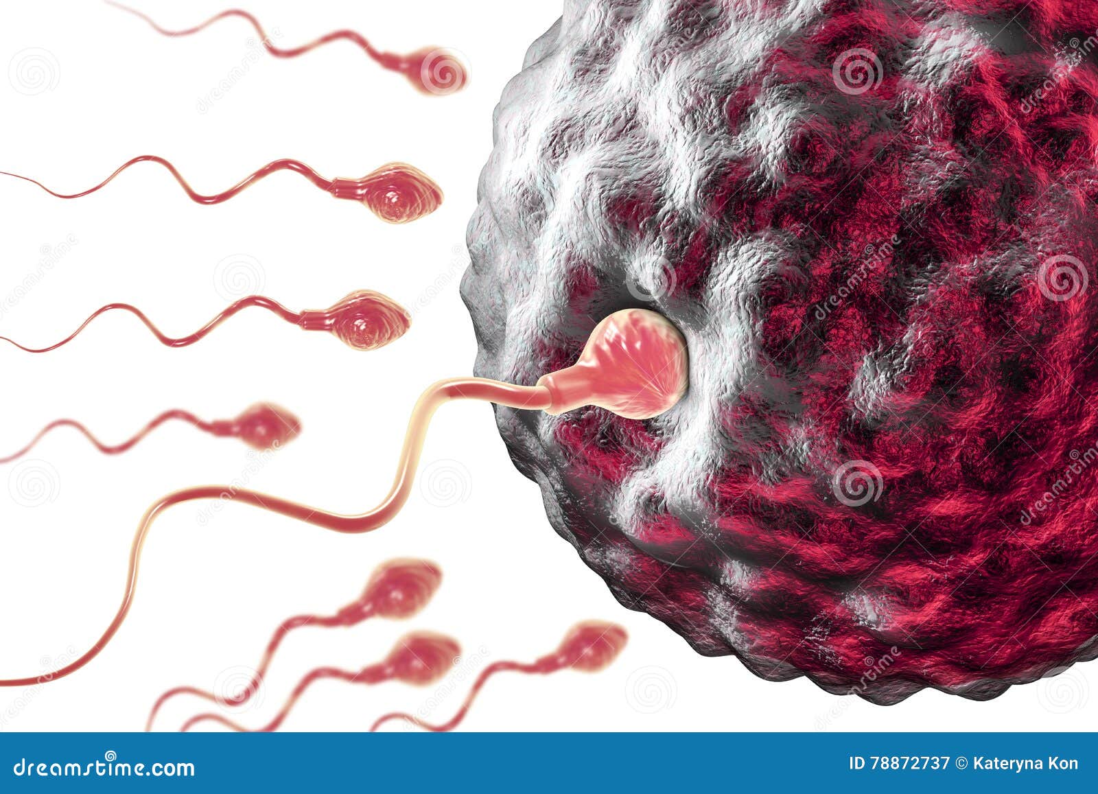 Fertilization of Human Egg Cell by Spermatozoan Stock Illustration ...