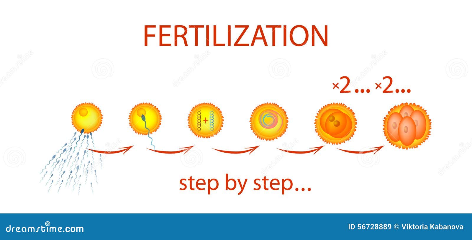FERTILIZATION stock illustration. Illustration of gametes - 56728889