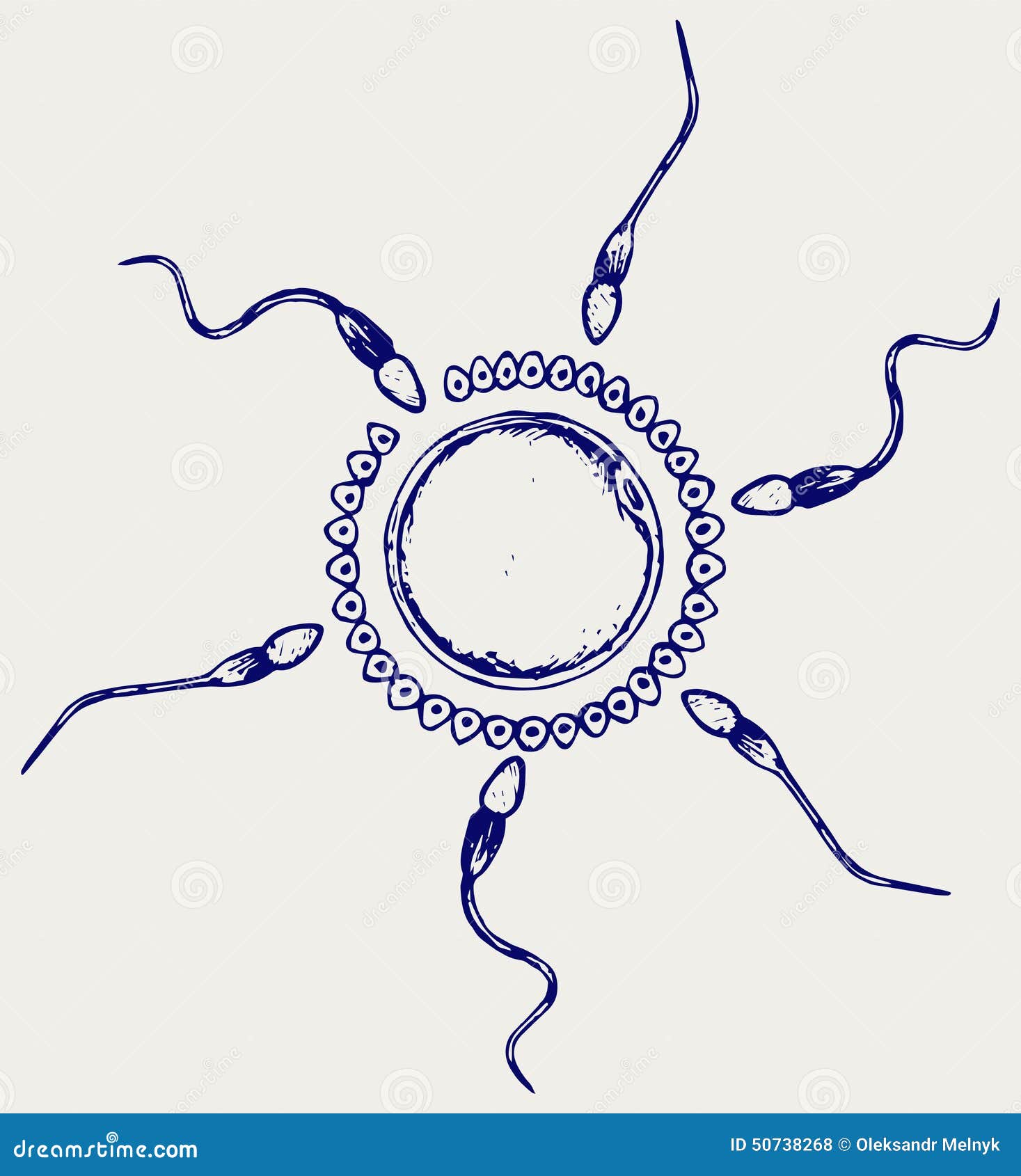 Fertilization labeled stock vector. Illustration of anatomy - 50738268