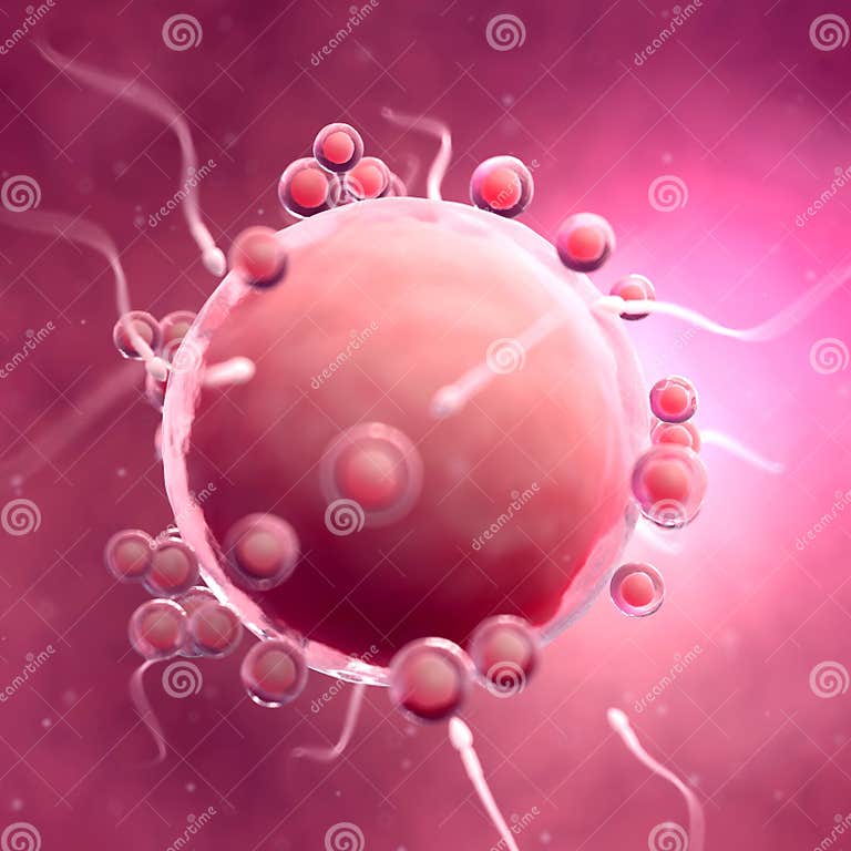 The fertilization stock illustration. Illustration of macro - 58829591