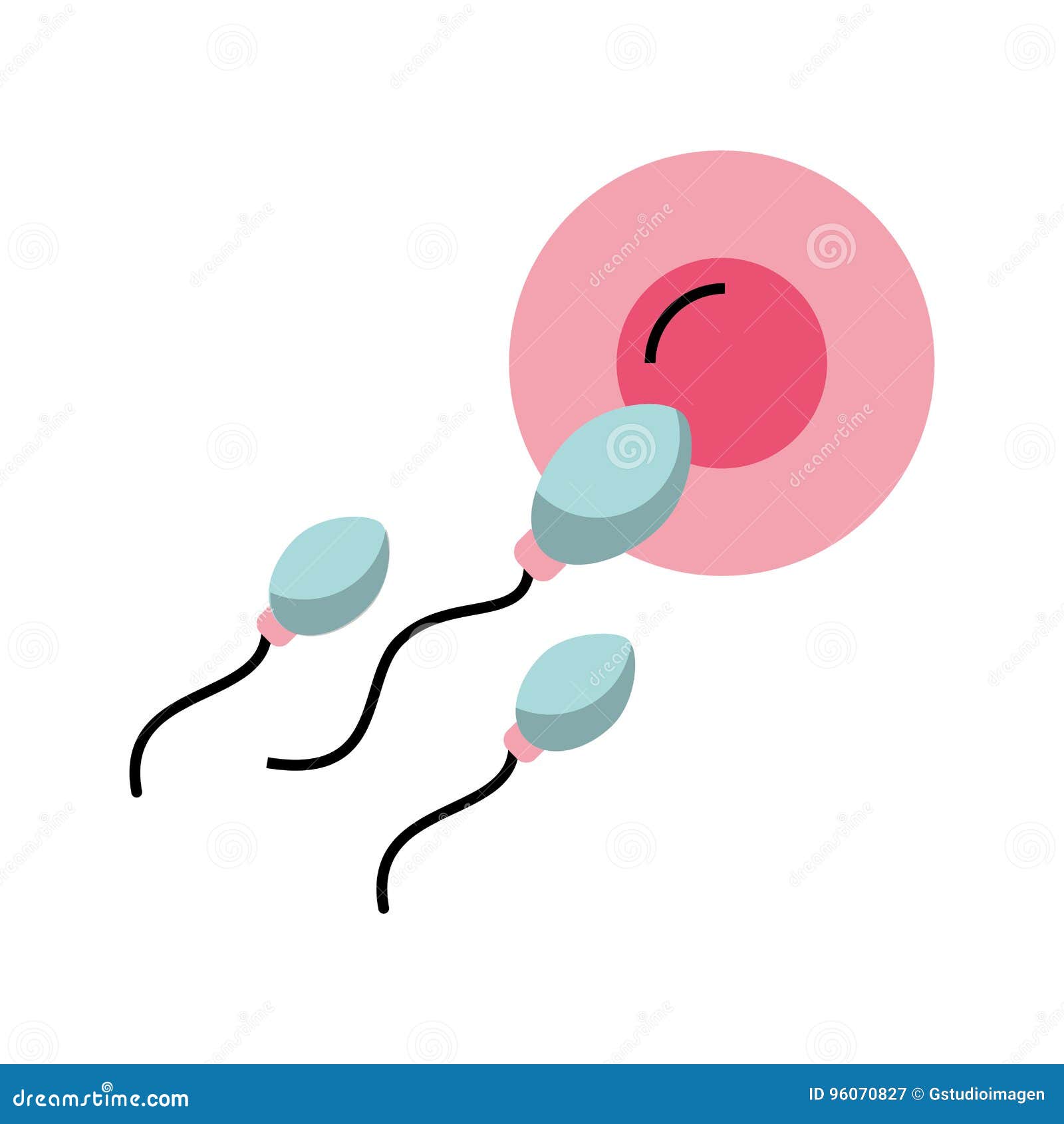 Fertilization Of The Ovum By The Spermatozoon Cartoon Vector ...