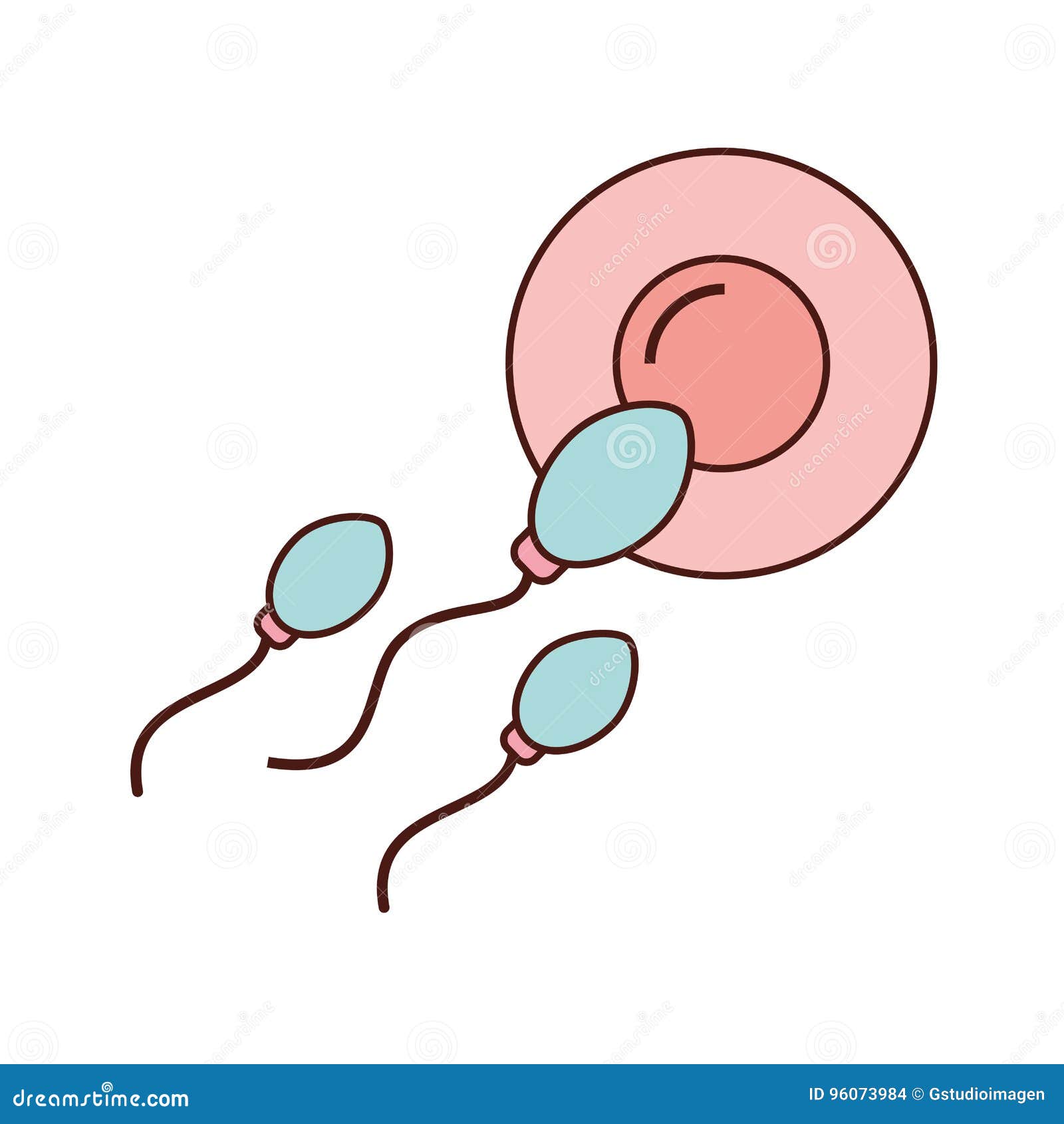 Fertilization of the Ovum by the Spermatozoon Stock Vector ...