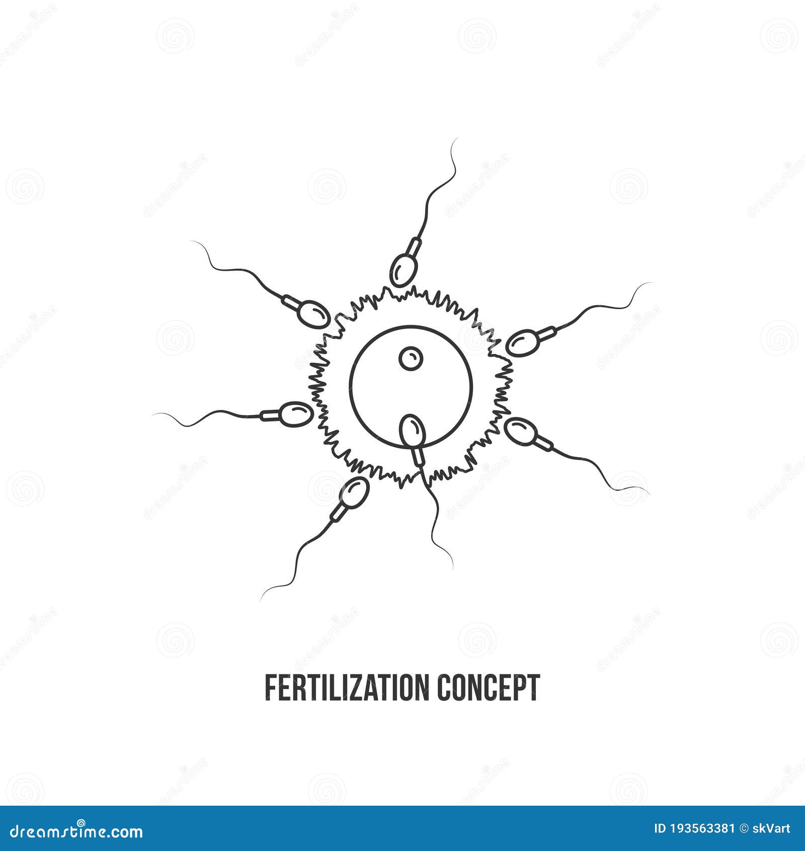 Fertilization Process Illustration with Thin Line Icon Design. Stock ...