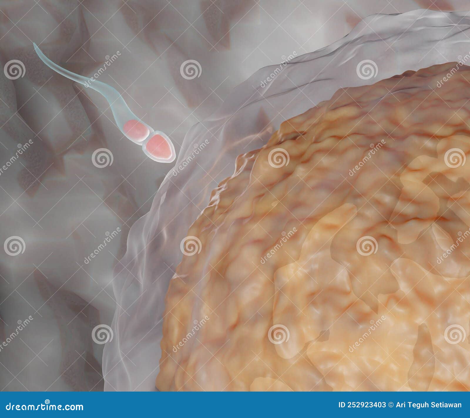 The Fertilization Process. a Sperm Cell Joins with an Egg Stock ...