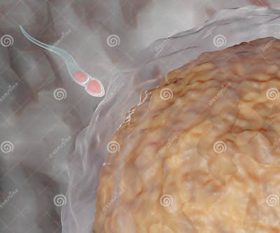 The Fertilization Process. a Sperm Cell Joins with an Egg Stock ...