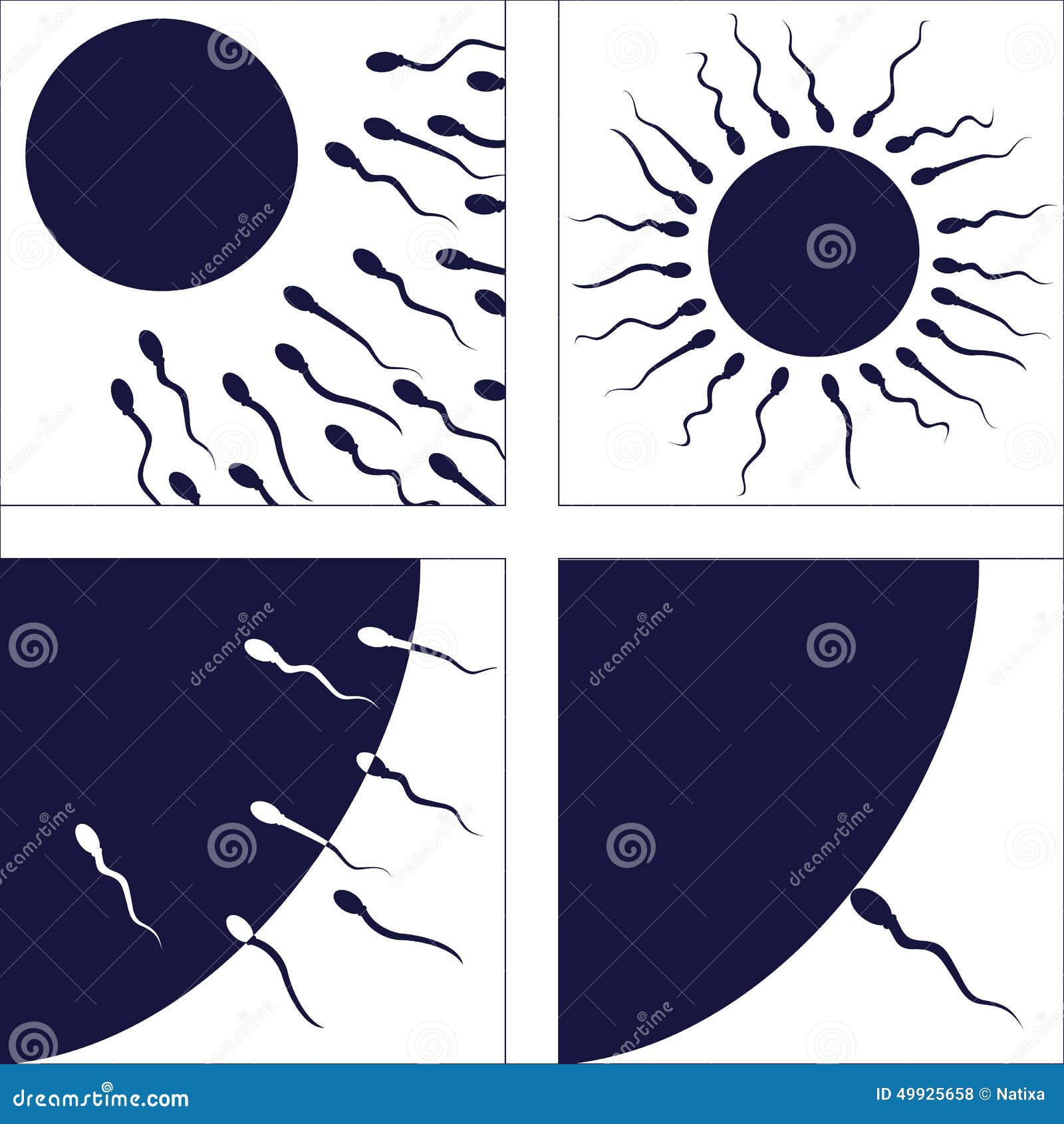 Fertilization stock vector. Illustration of beginning - 49925658