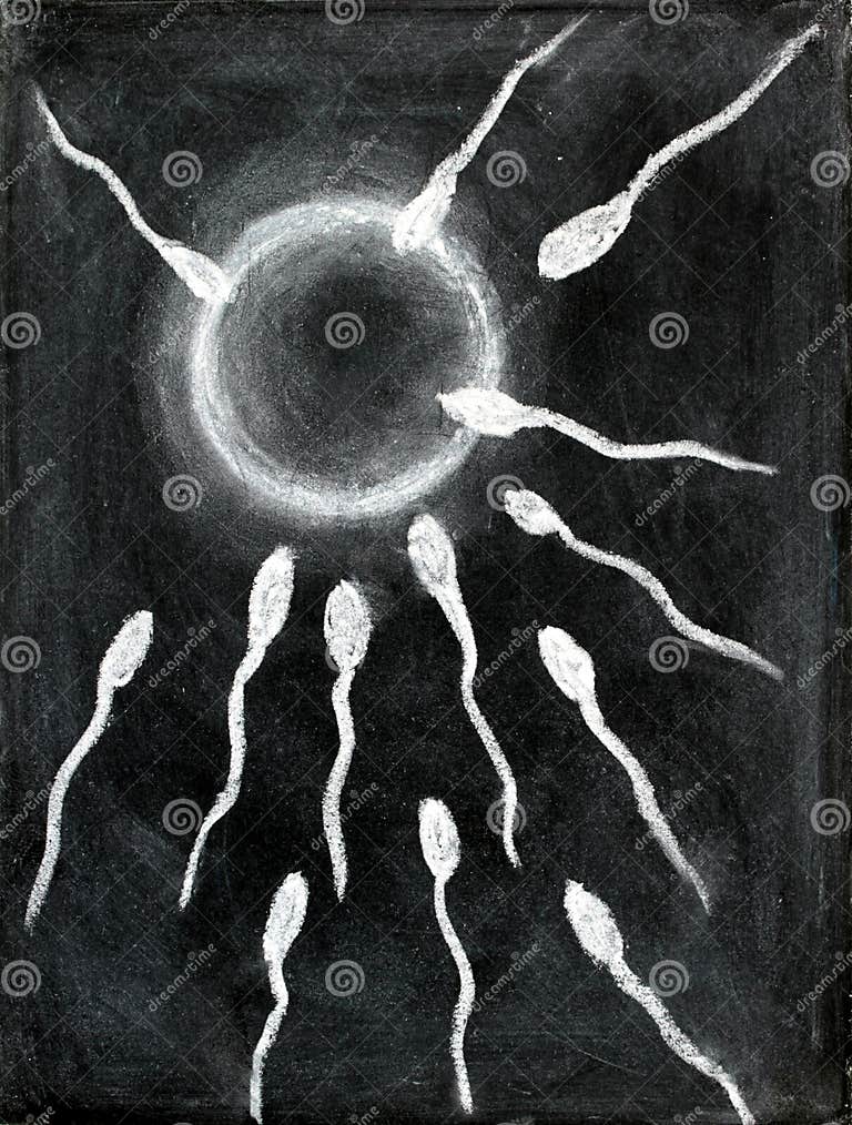Fertilization of Sperm and Egg Drawing with Chalk on Blackboard Stock ...