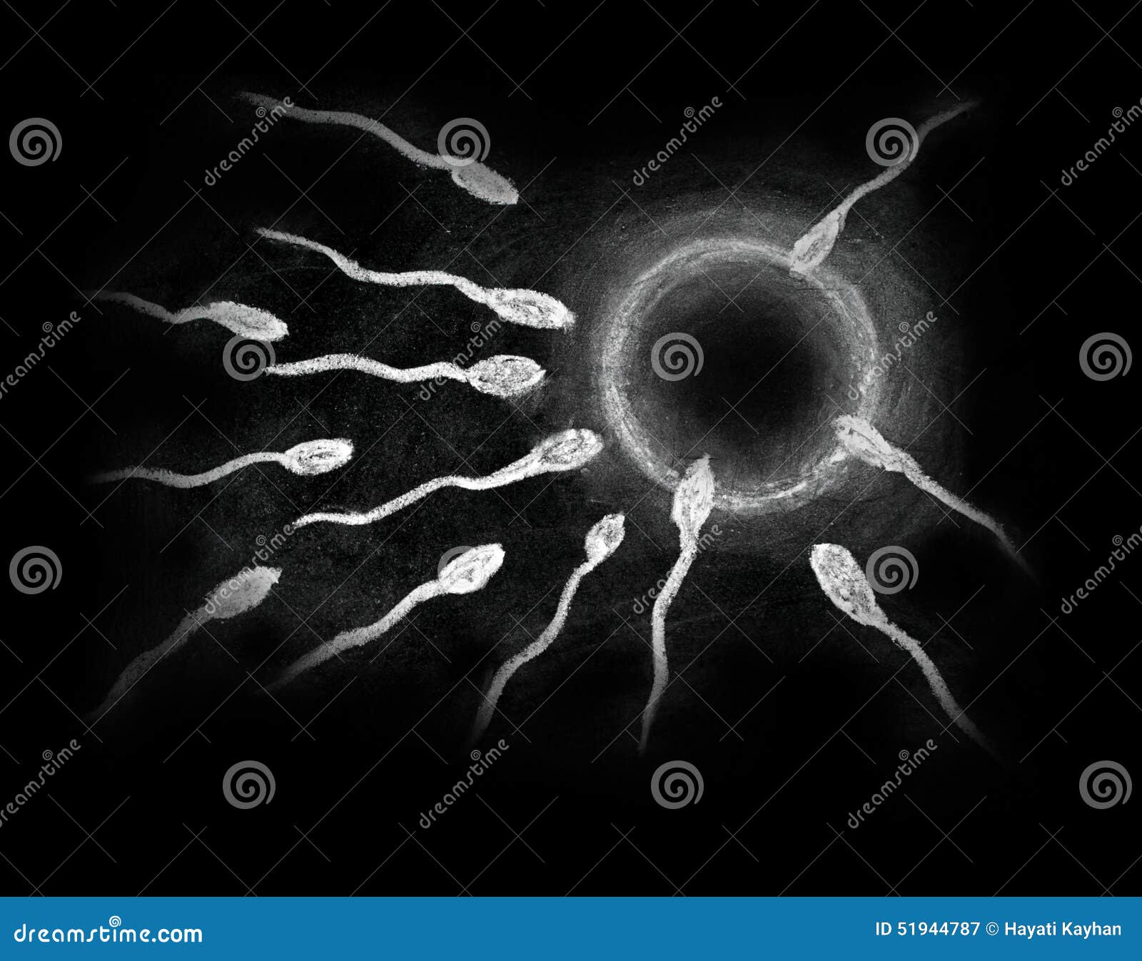 Fertilization of Sperm and Egg Drawing with Chalk on Blackboard Stock ...