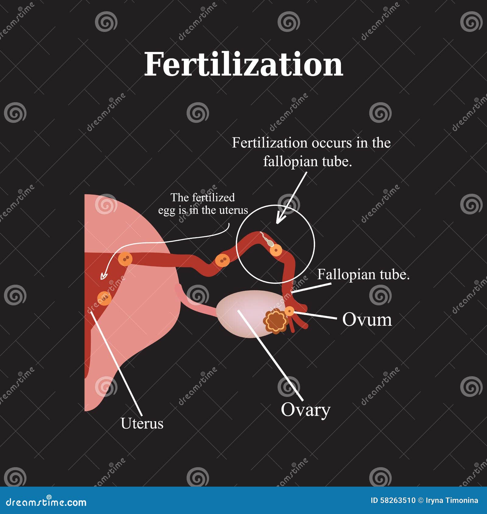 Fertilization Vector Illustration. Flat Tiny Baby Planning Persons ...