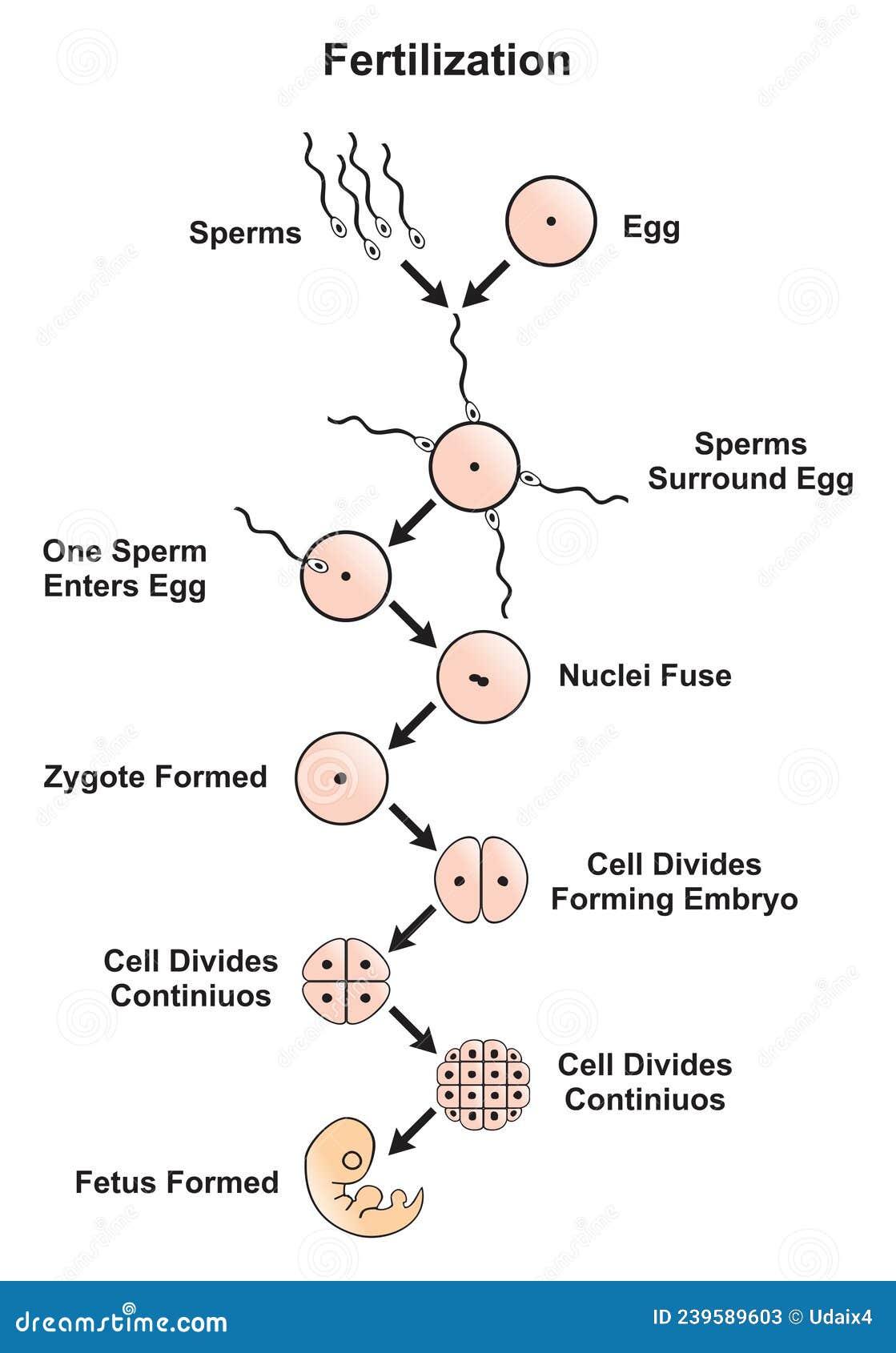Fertilização De Ovos Humanos Por Meio De Diagrama Infográfico De