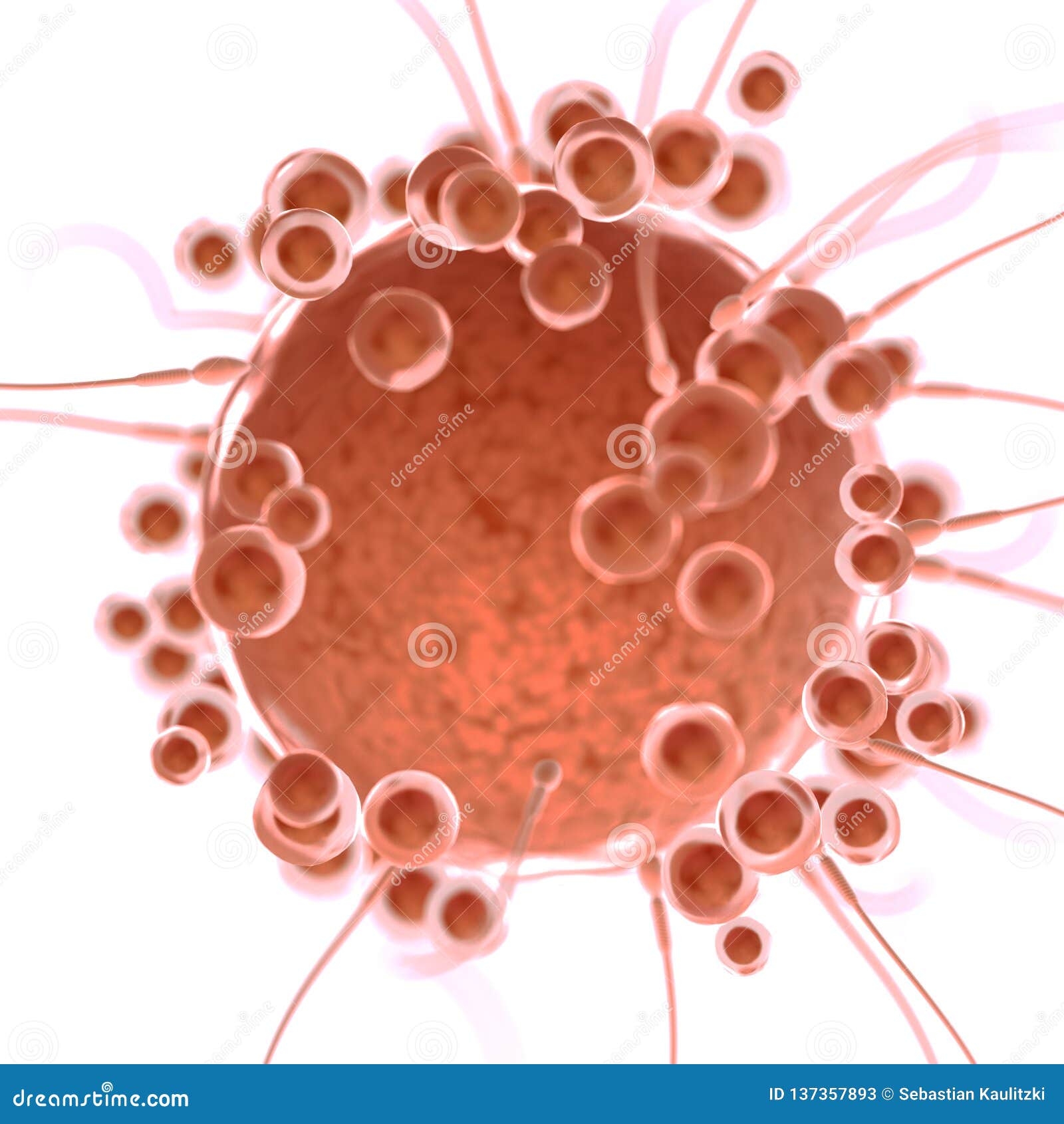 Fertilize a human egg cell stock illustration. Illustration of ...