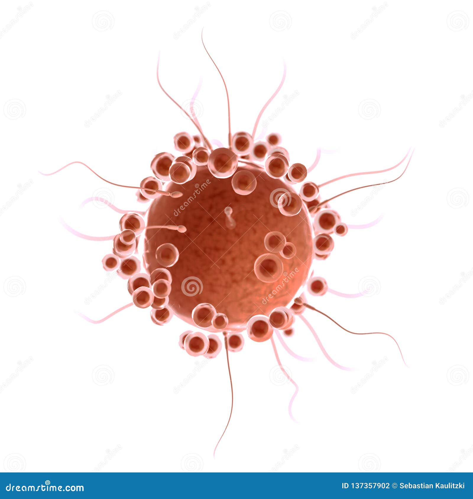Fertilize a human egg cell stock illustration. Illustration of sperm ...