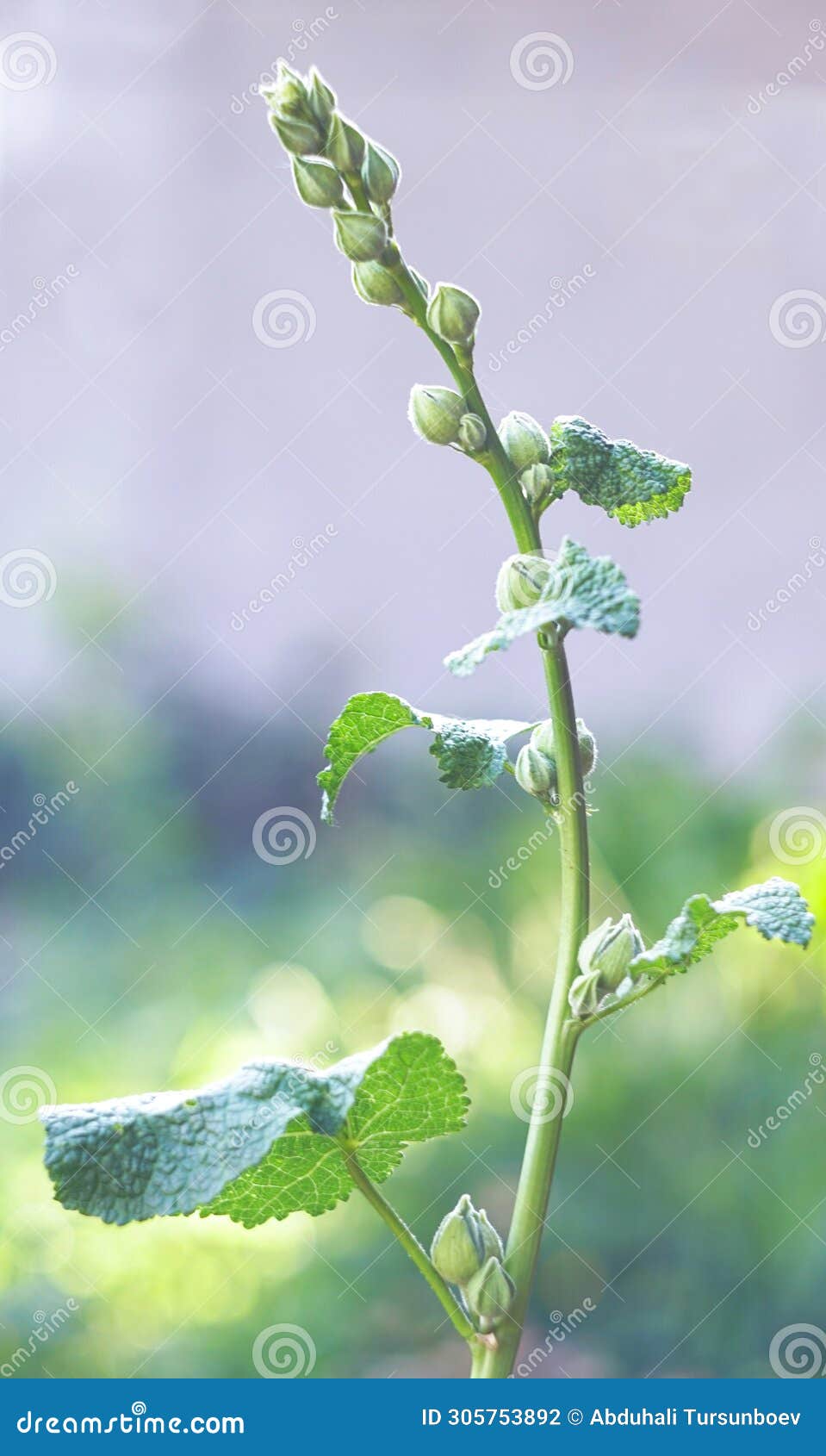 Fertilized flower buds stock photo. Image of growth - 305753892