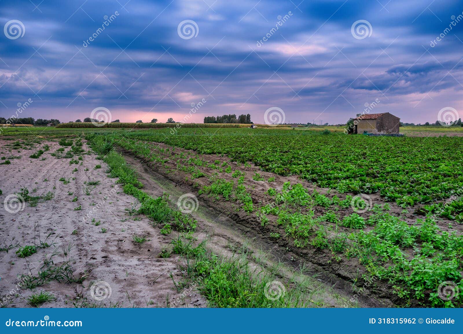Fertilized and Plowed Field after the Rain Stock Photo - Image of soil ...