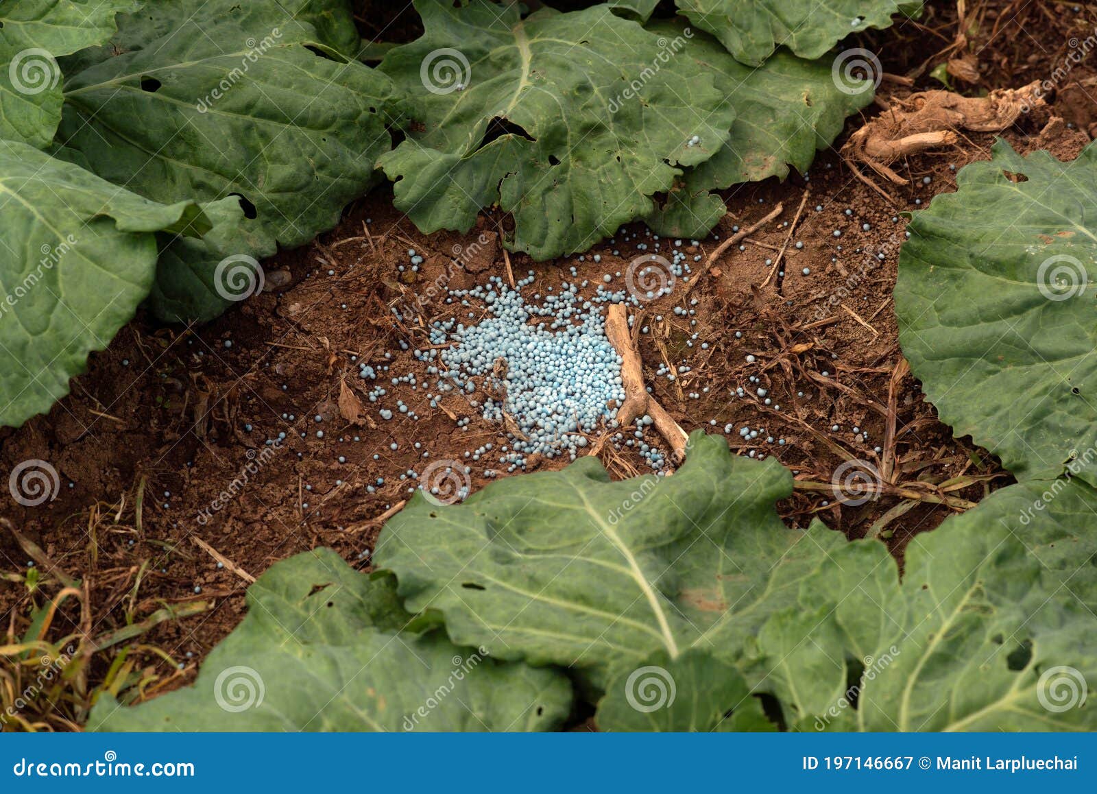 Fertilizer Added between the Cabbage To Dissolve when it Gets Water ...