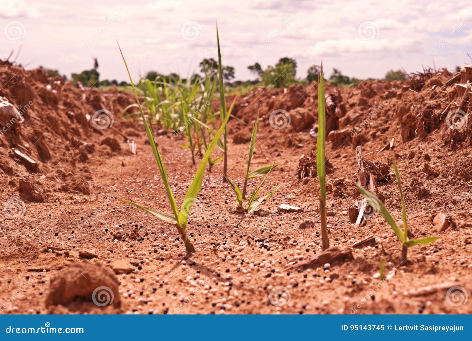 Fertilizer Application To Sugarcane Seedling Stock Image - Image of ...