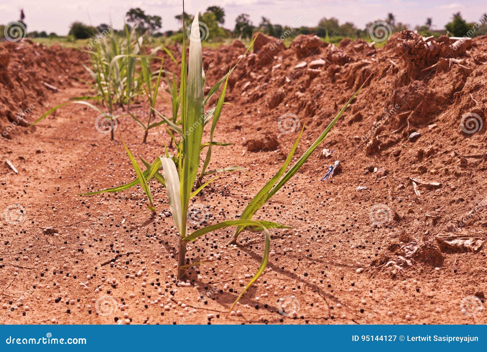 Fertilizer Application To Sugarcane Seedling Stock Image - Image of ...