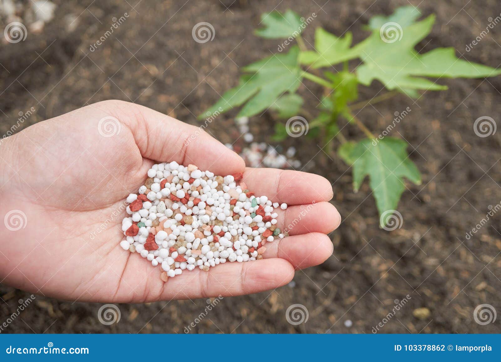 Fertilizer on farmer hand stock photo. Image of growth - 103378862