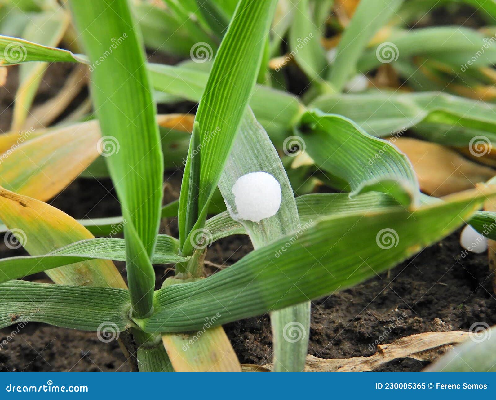 Fertilizer Granules on Barley Leaf. Stock Image - Image of granule ...
