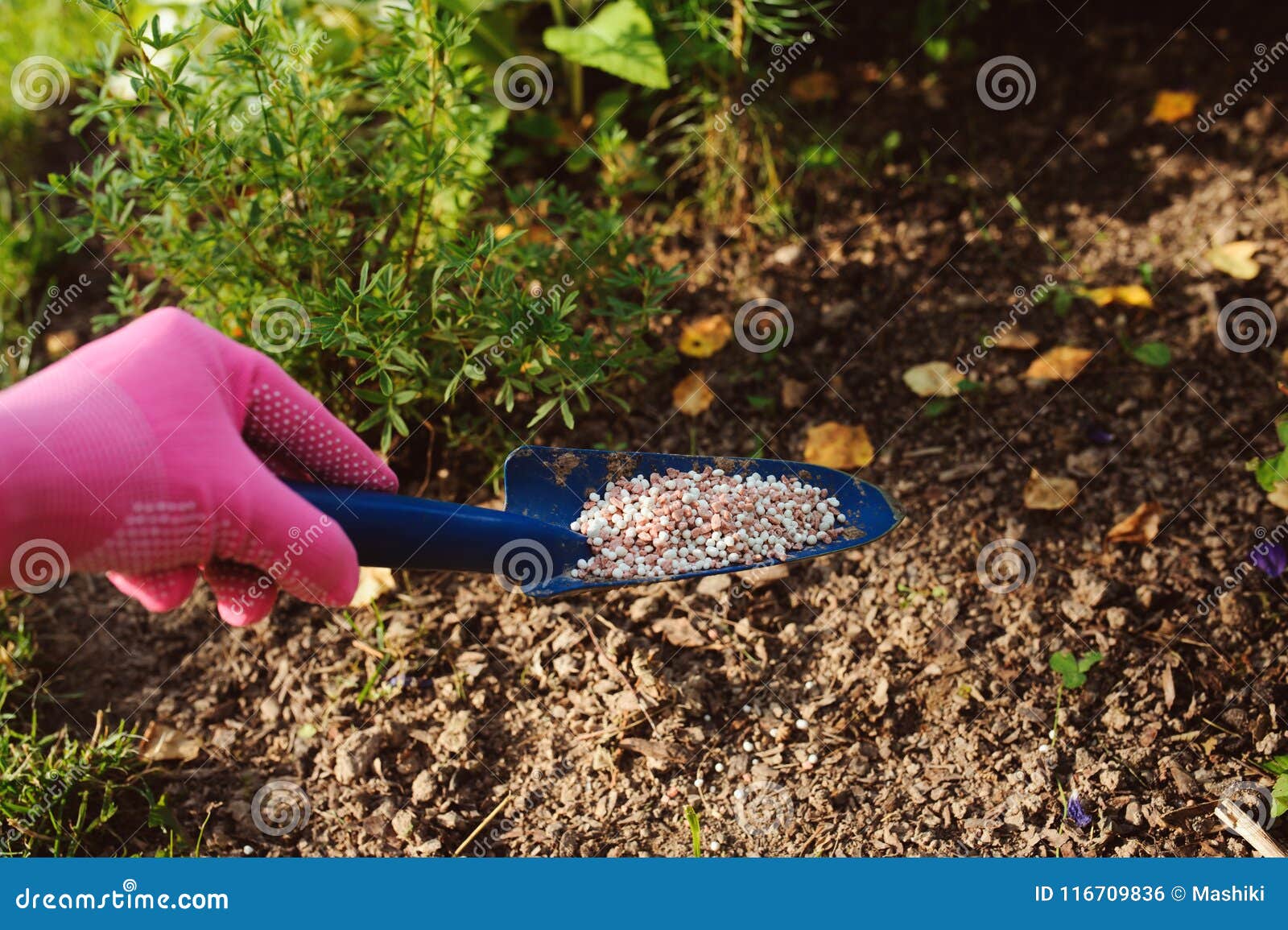 Fertilizing Garden Plants in Summer. Gardener Hand in Glove Stock Photo ... Fertilizing Garden Plants in Summer. Gardener Hand in Glove Stock Photo ...