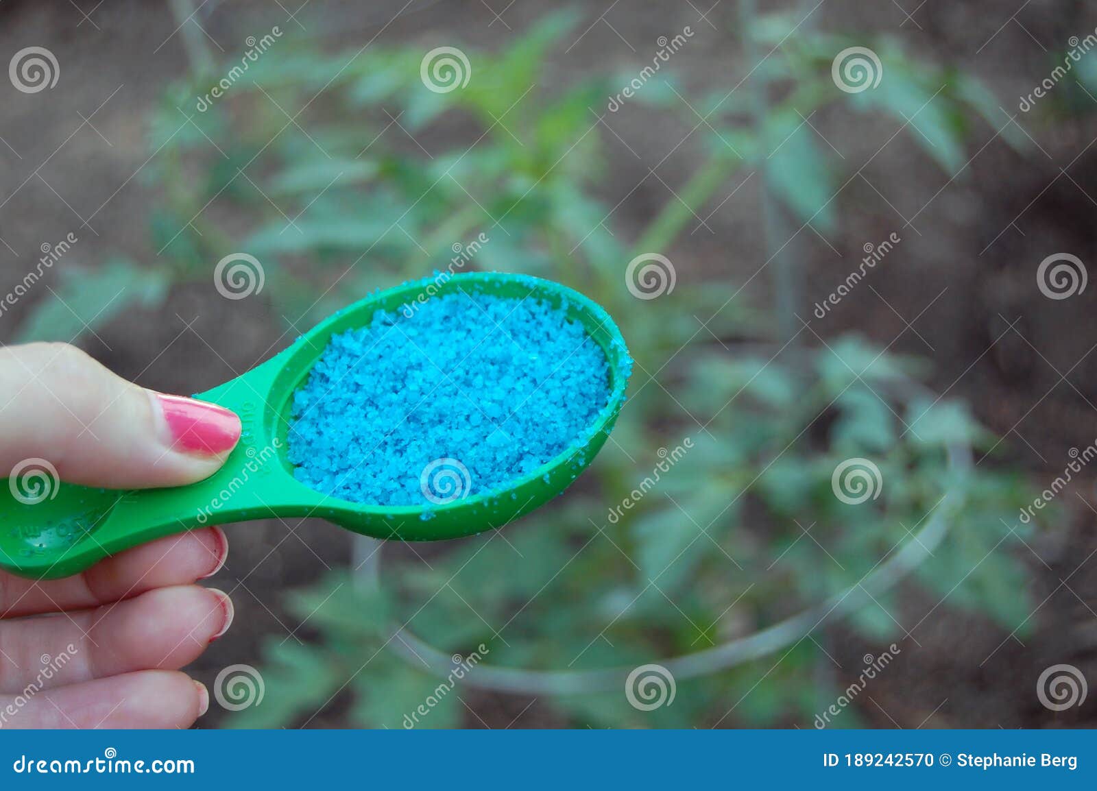 Fertilizing Garden Plants in Summer Stock Photo - Image of gardener ...