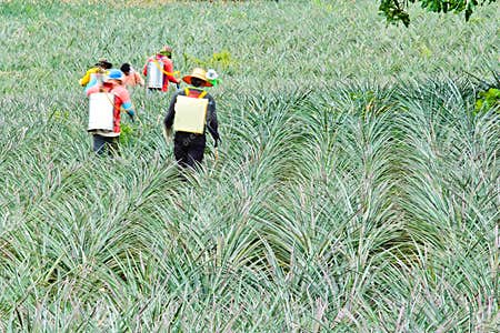 Fertilizing Pineapple Farmers Stock Image - Image of gardening, farming ...