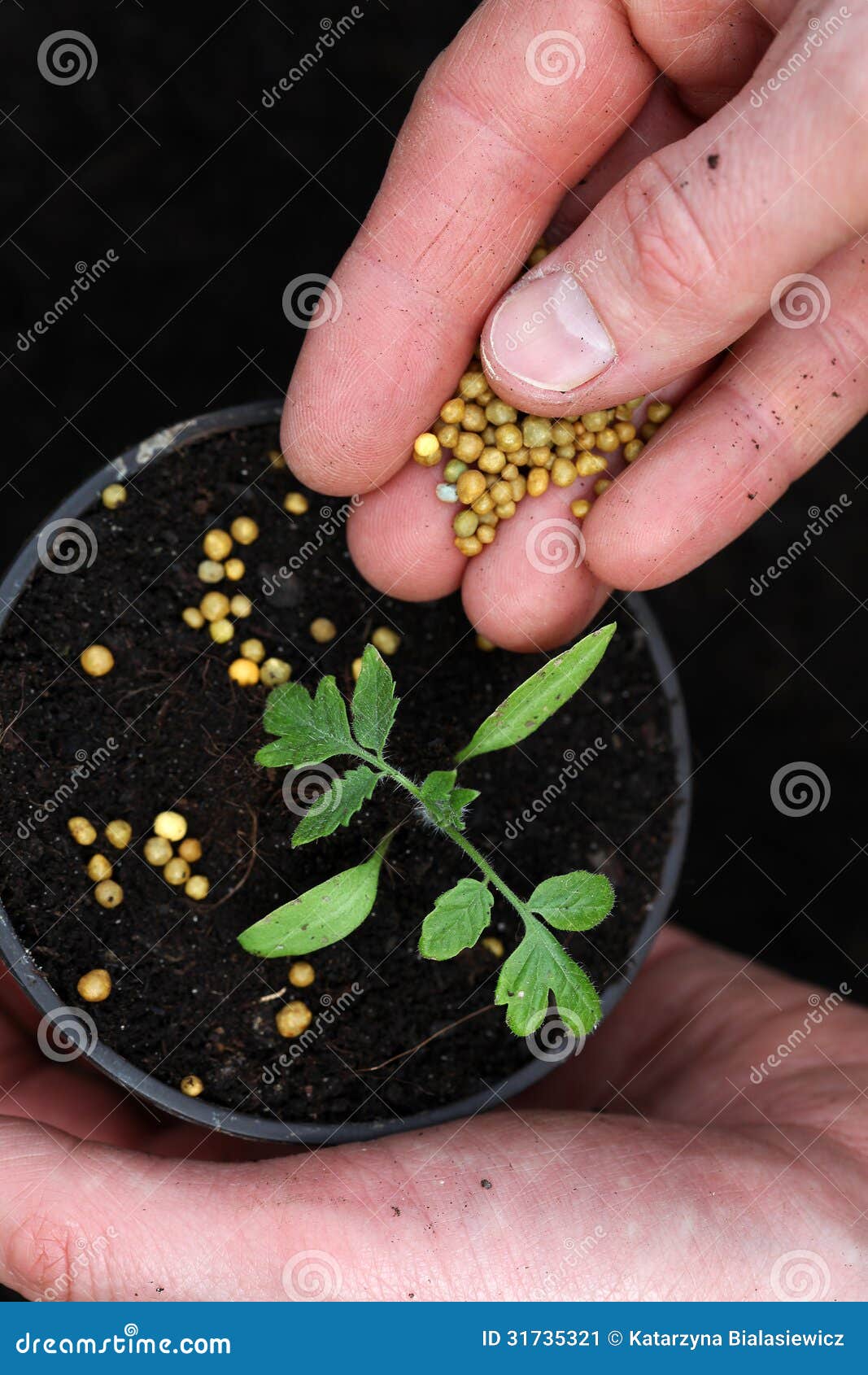 Fertilizing plant seedling stock image. Image of gardener - 31735321