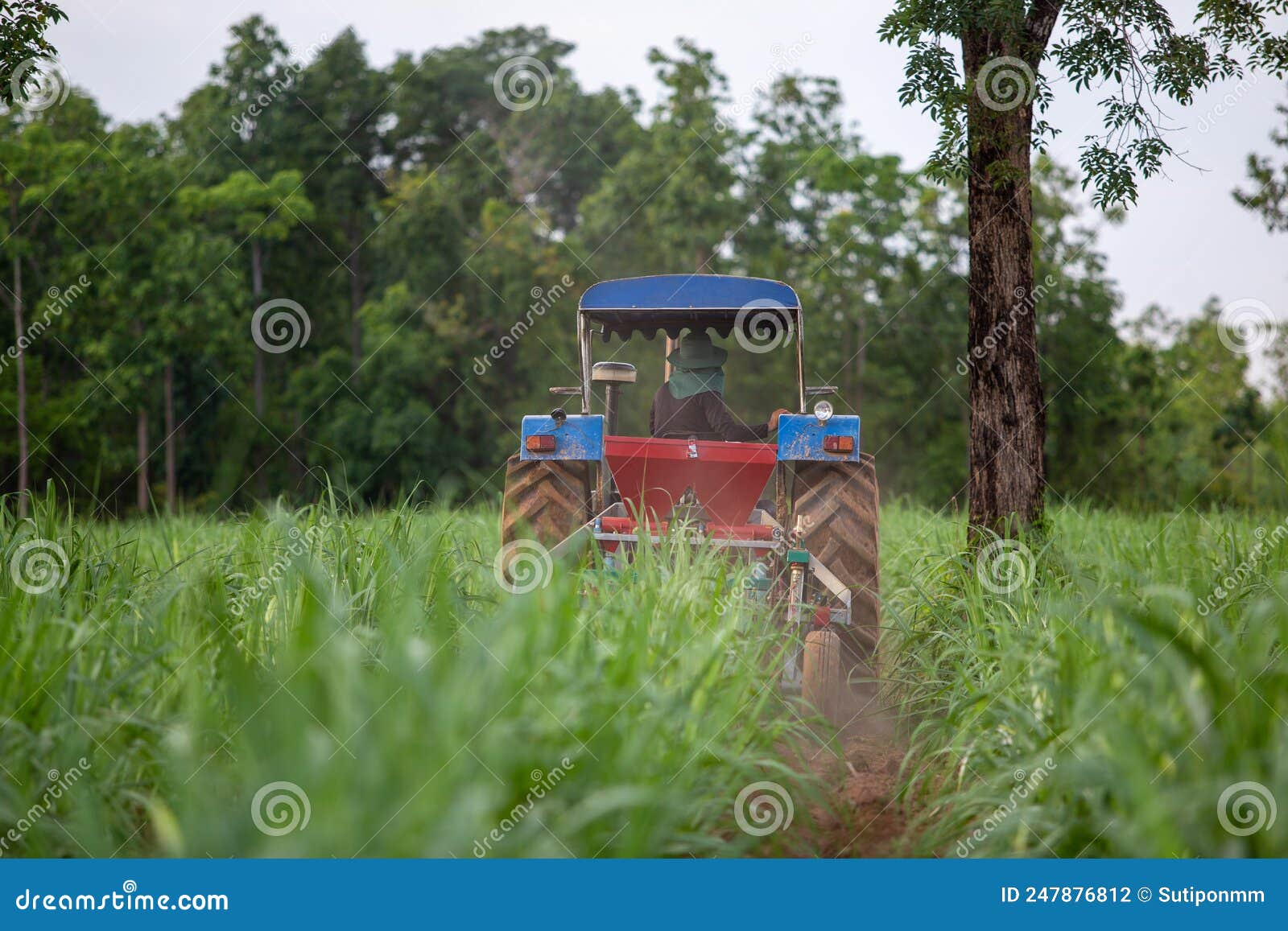 Fertilizing Sugarcane with a Tractor Stock Photo - Image of cane, fresh ...