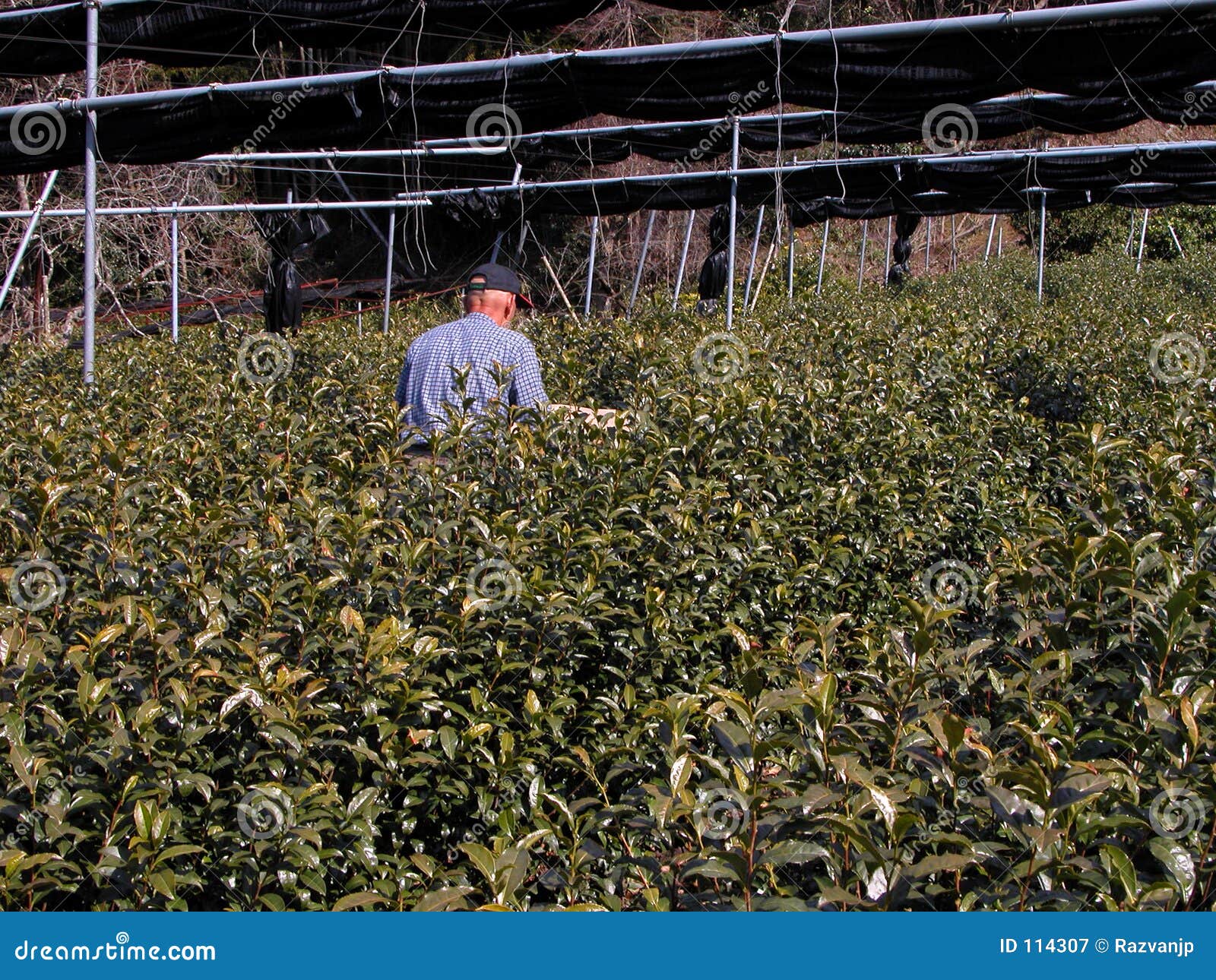 Fertilizing the Tea Culture Stock Image - Image of farmer, people: 114307