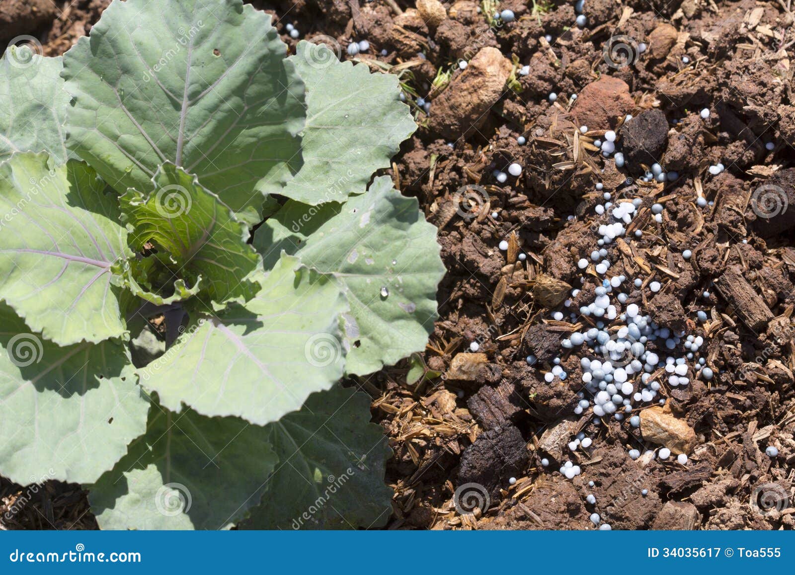 Fertilizing Vegetable in Garden Stock Image - Image of soil, dirt: 34035617