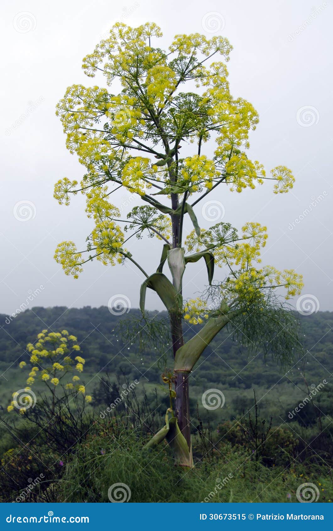 Ferula communis immagine stock. Immagine di pianta, sardegna - 30673515