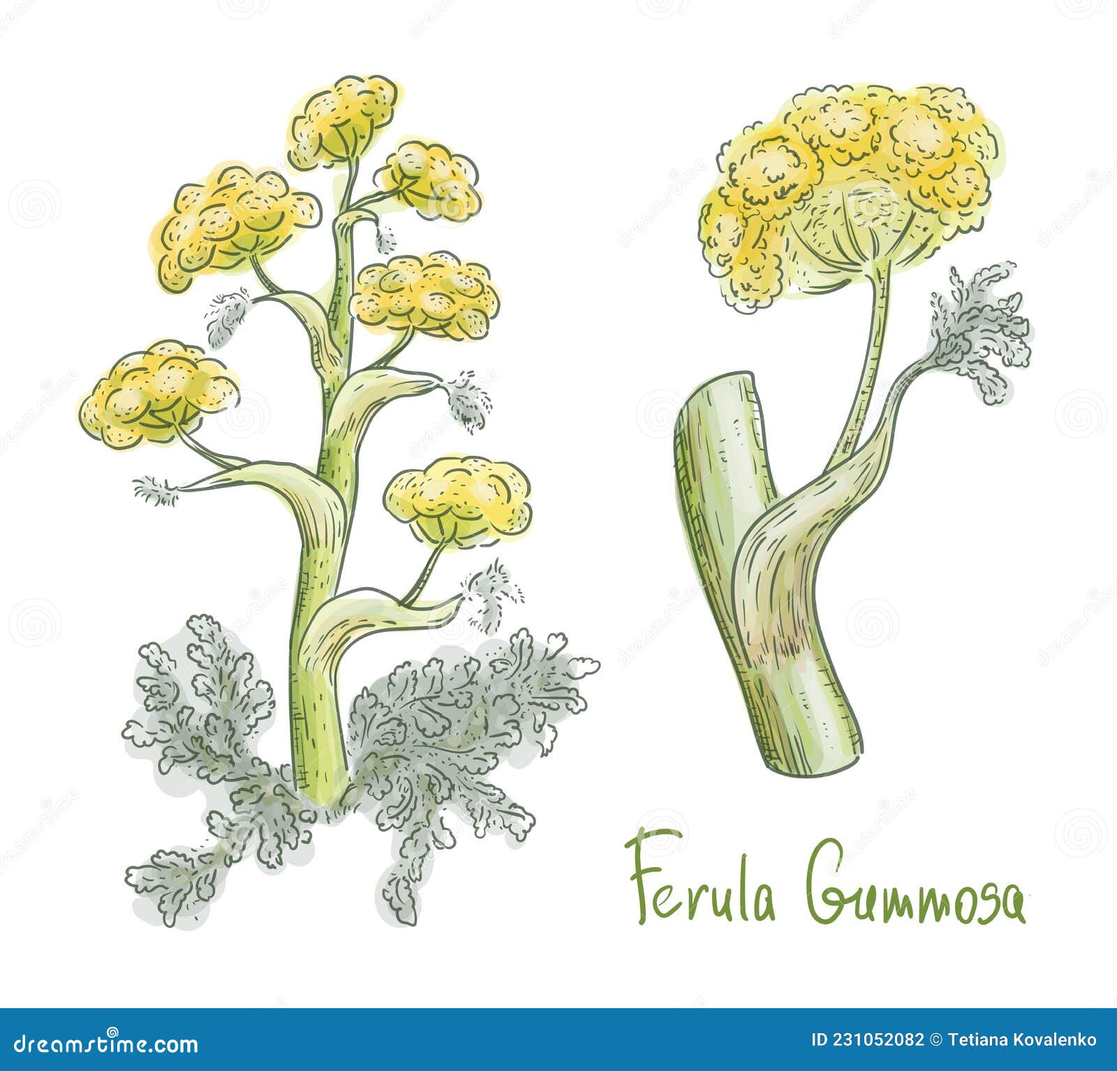 Ferula Gummosa or Ferula Galbaniflua. Vector Illustration. Stock Vector ...