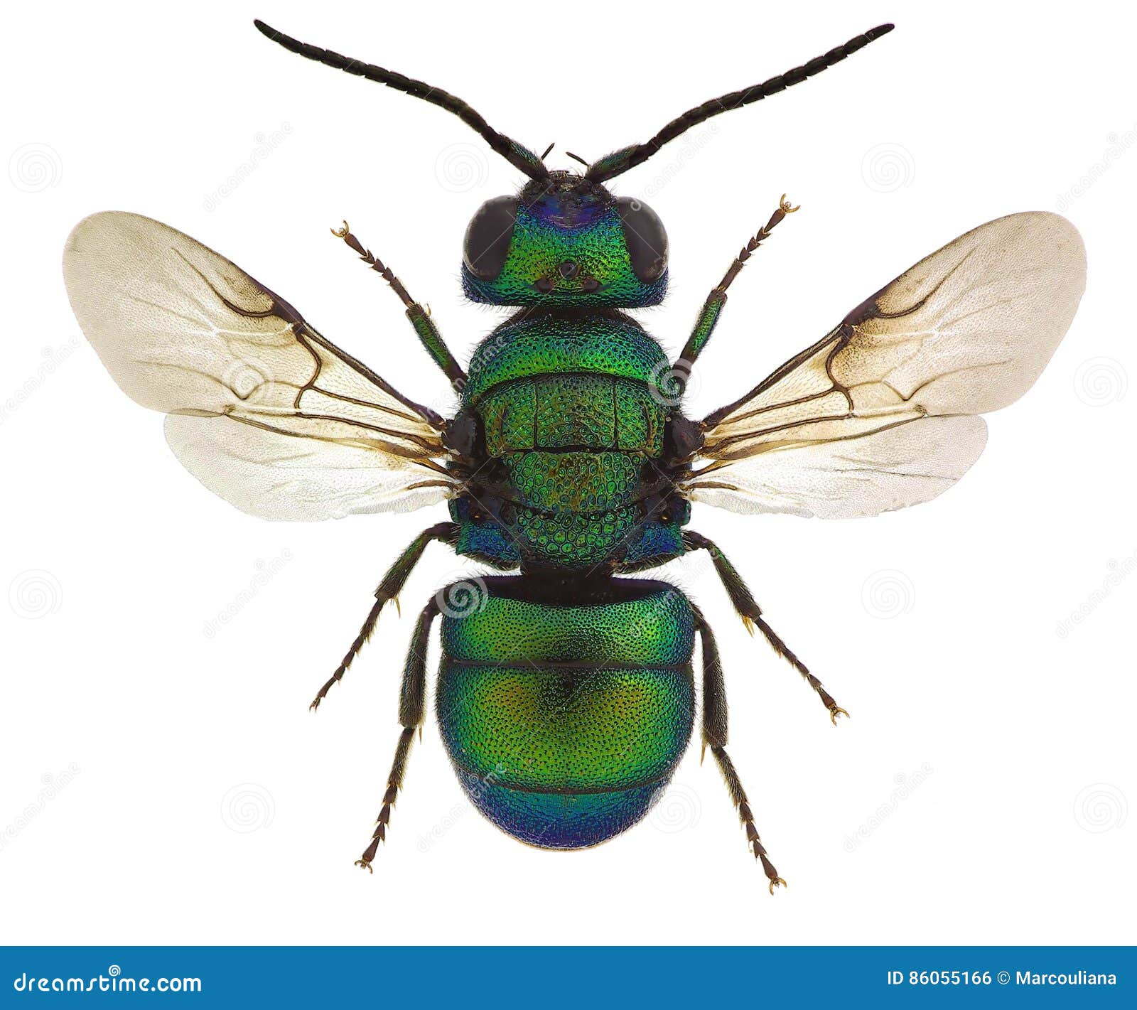 Fervida De Holopyga, Uma Vespa Do Cuco Foto de Stock - Imagem de bonito ...