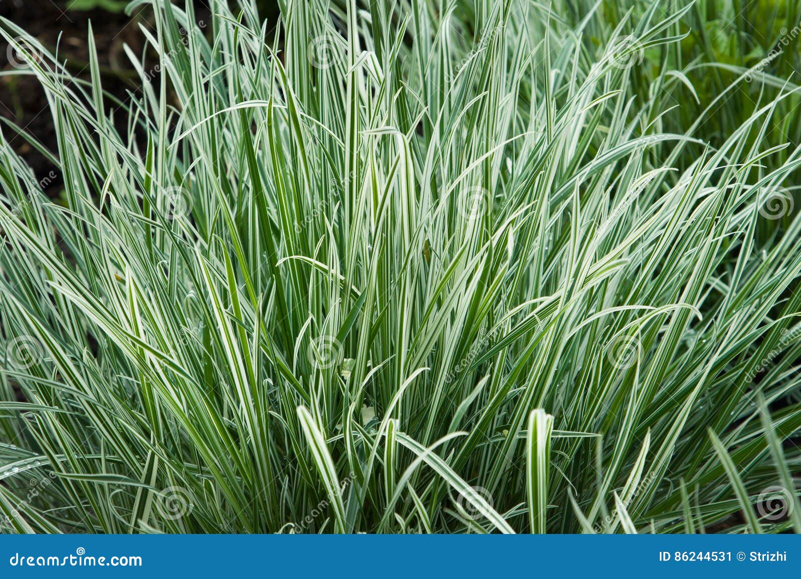 Fescue Blue Gray, Festuca Cinerea Stock Image - Image of narrow, bluish ...