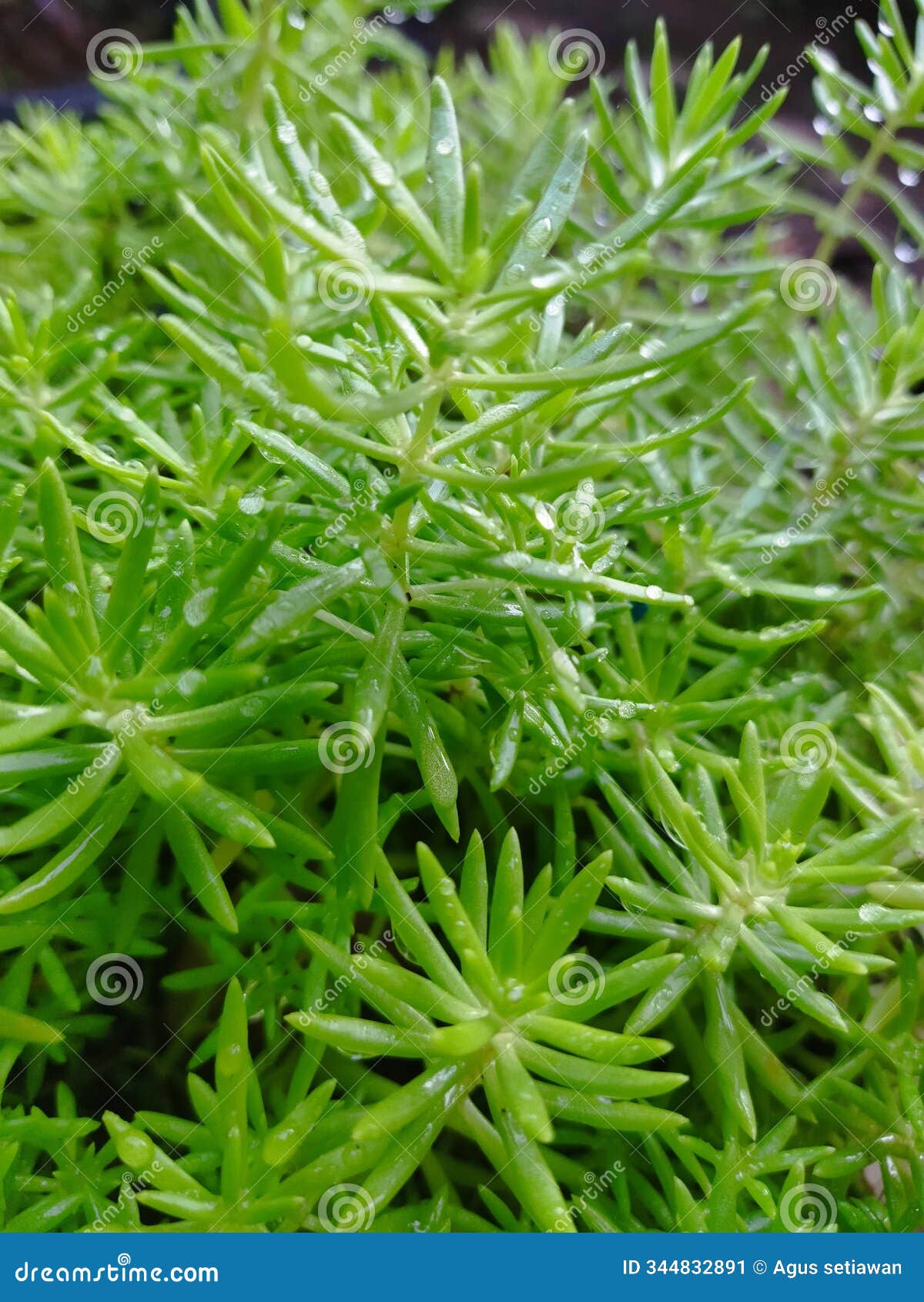 Fesh little plants stock image. Image of fesh, nature - 344832891