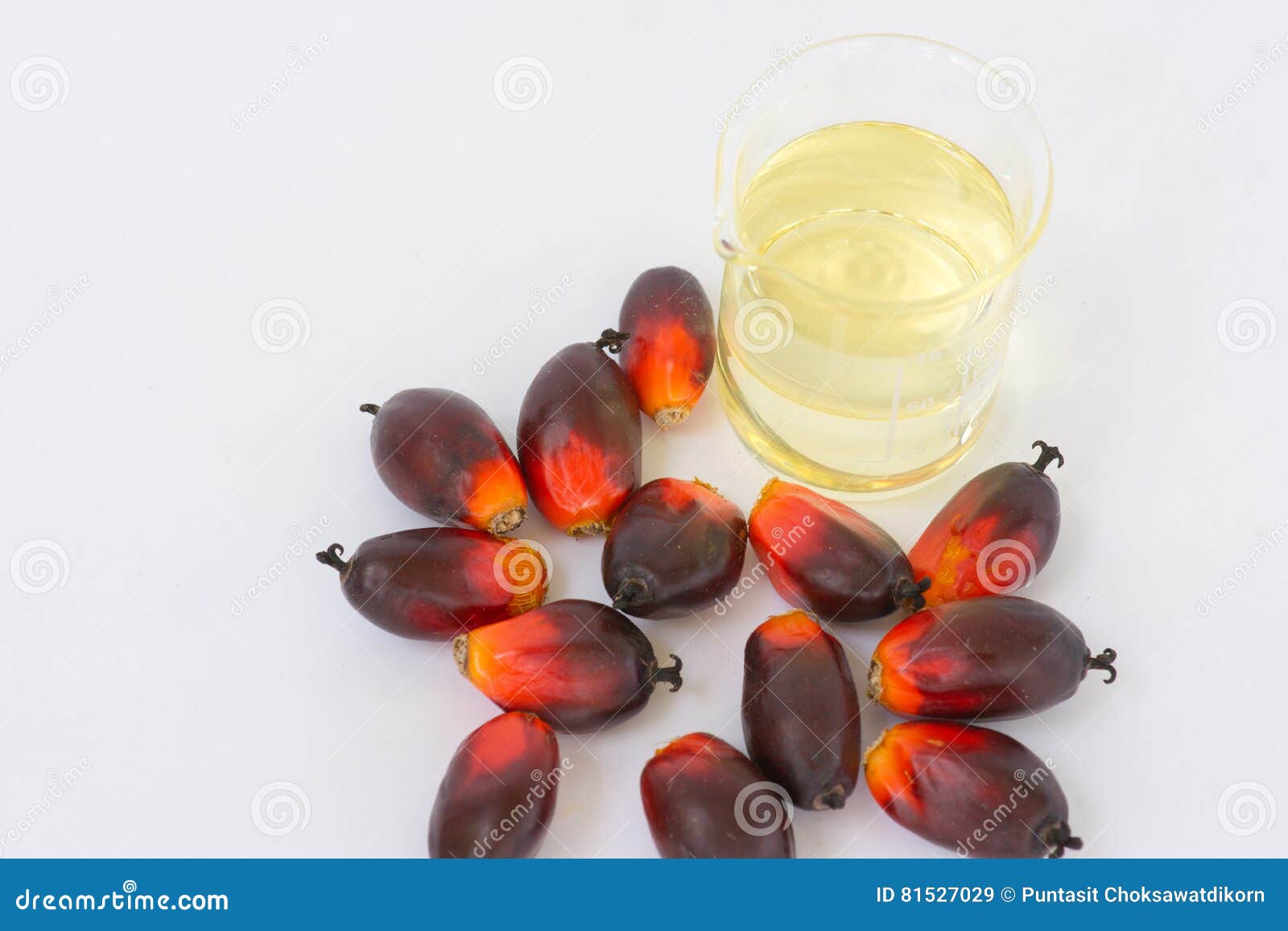 Fesh Palm Oil Seed Royalty-Free Stock Photography | CartoonDealer.com ...