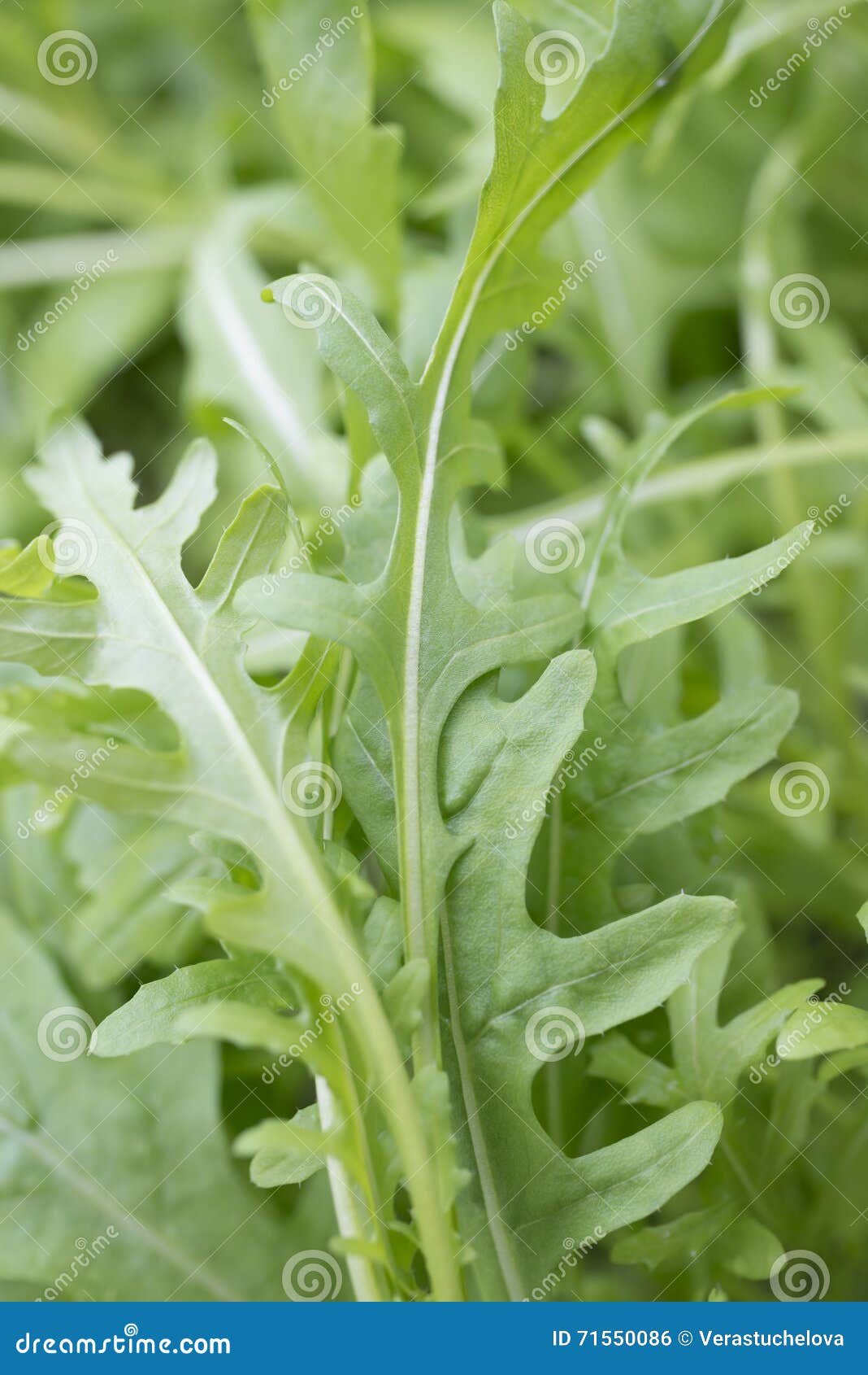 Fesh Roquette/rucola/wild Rocket Stock Photo - Image of macro, organic ...