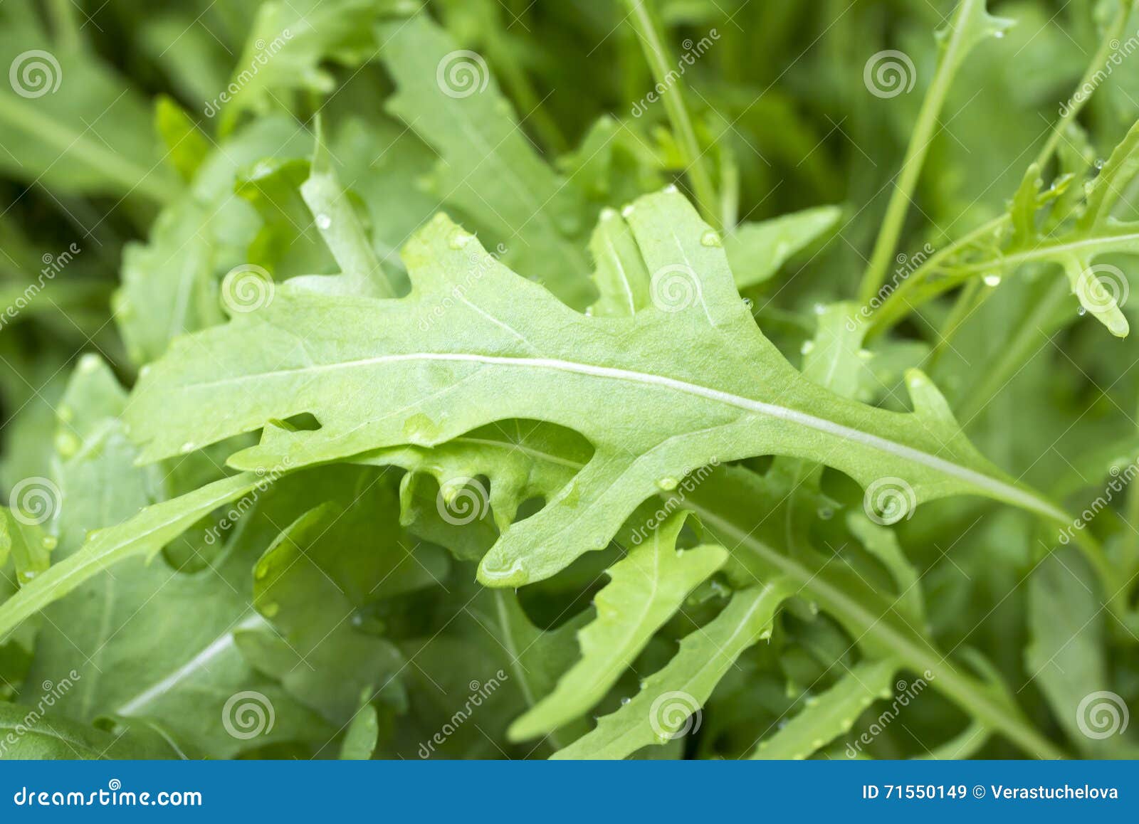 Fesh Roquette/rucola/wild Rocket Stock Image - Image of herb, appetizer ...