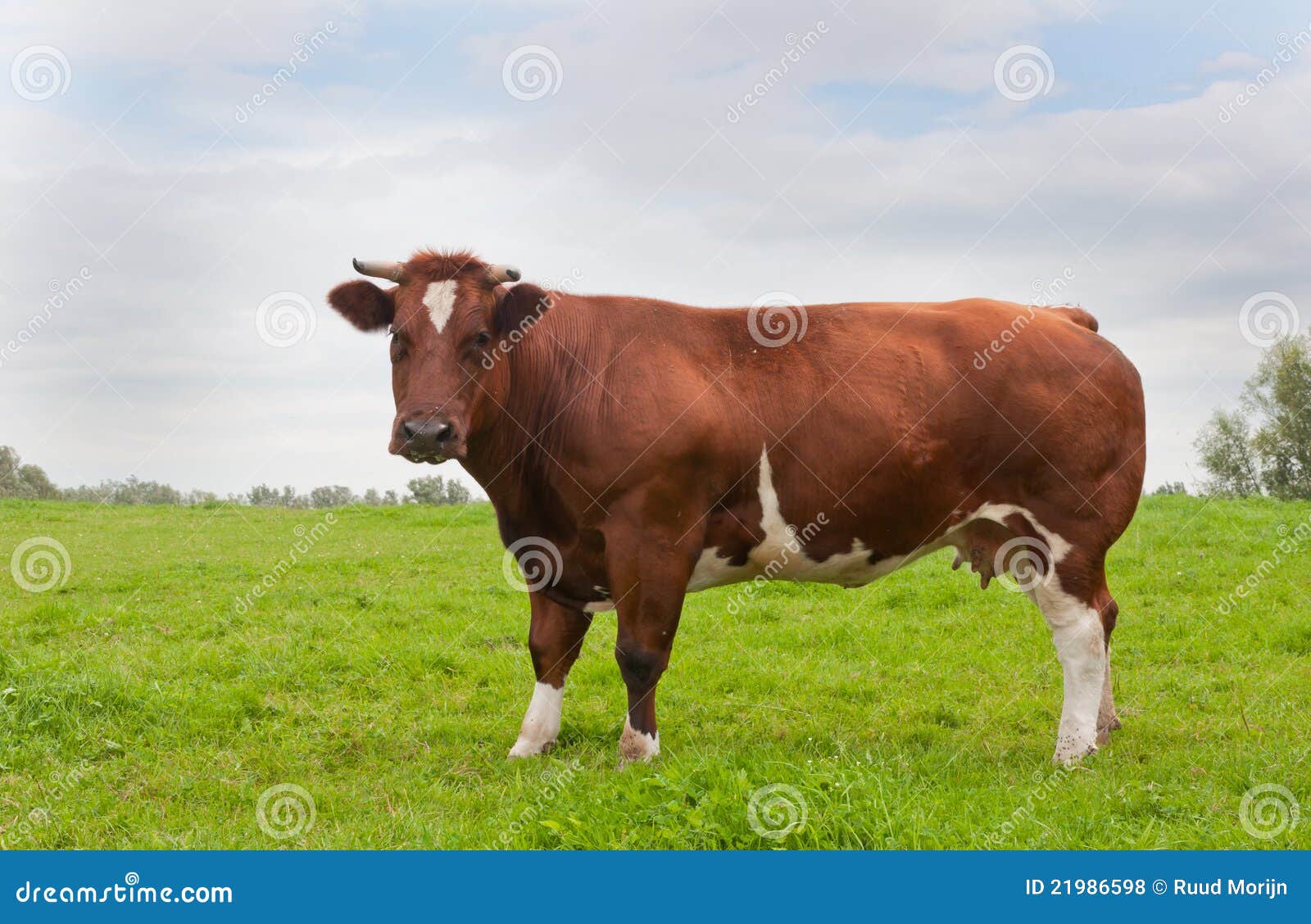 Feste Rote Kuh in Einer Wiese Schaut Neugierig Stockfoto - Bild von ...