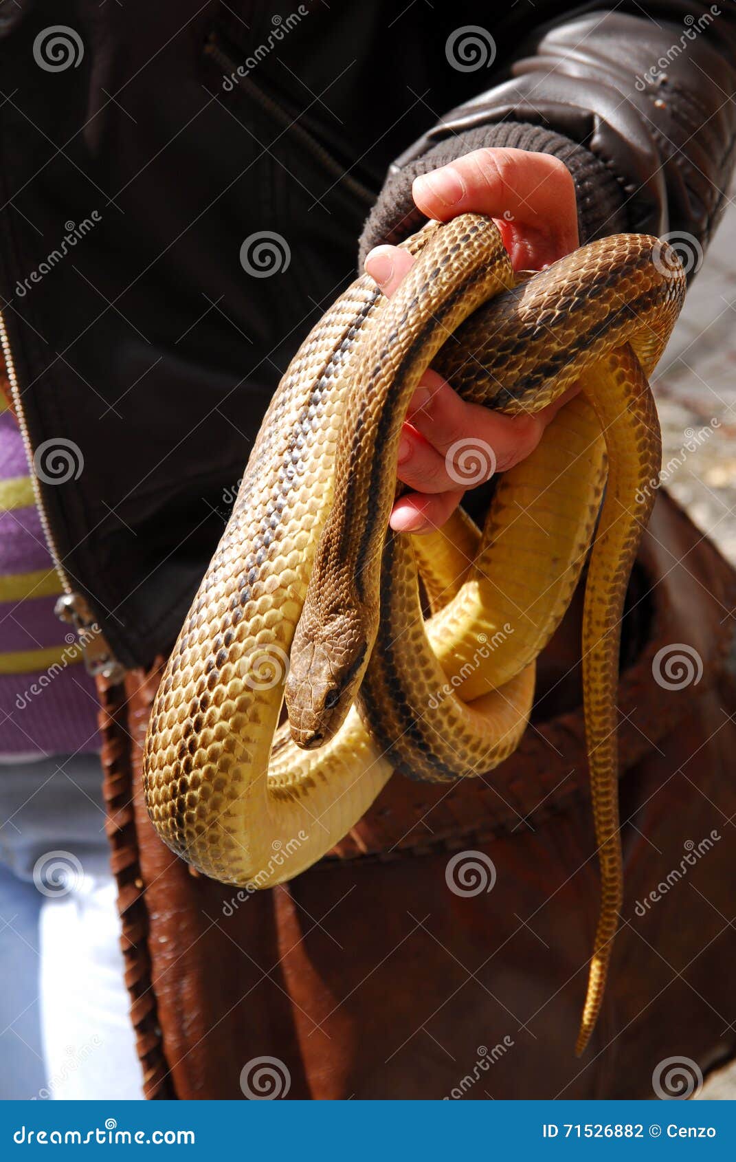 Festival Das Serpentes, Serpente Inofensiva Do Cervone Fotografia ...