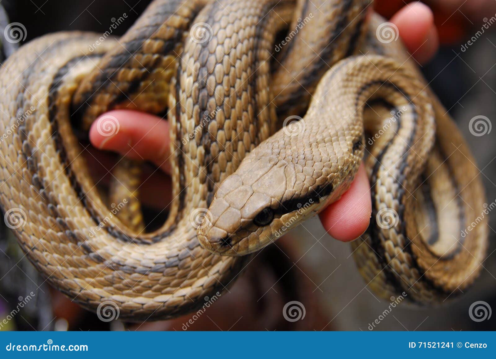 Festival of Snakes, Cervone Harmless Snake Stock Image - Image of park ...