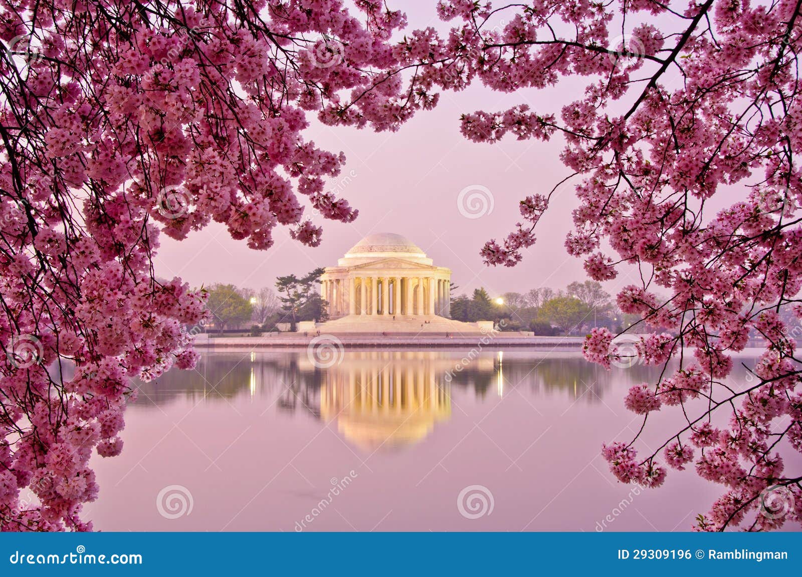 Festival in Washington, DC Del Fiore Di Ciliegia Fotografia Stock ...