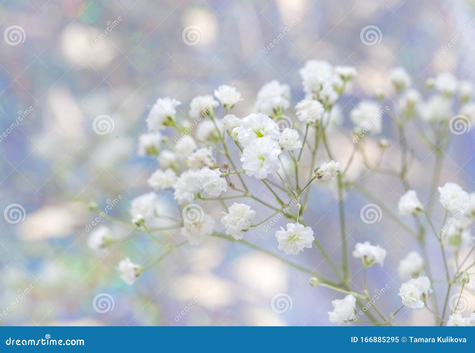 Festive Background with Gypsophila Flowers Stock Image - Image of ...