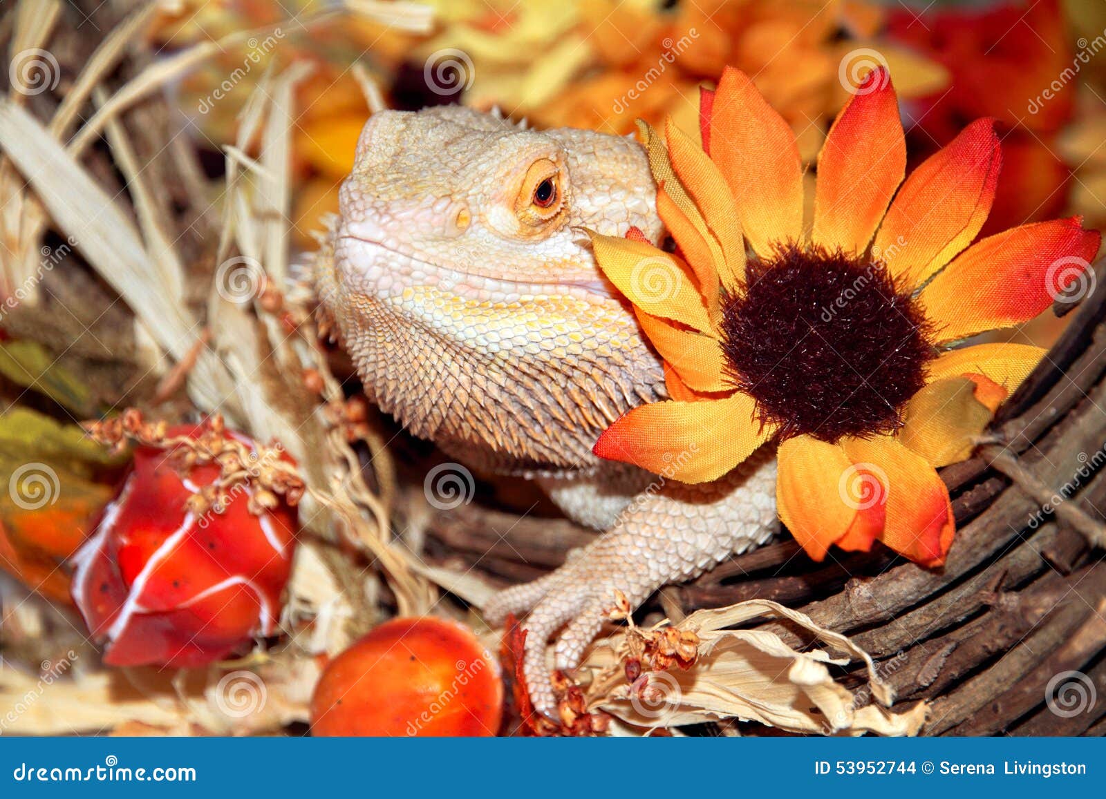 Festive Bearded Dragon stock photo. Image of decorations - 53952744