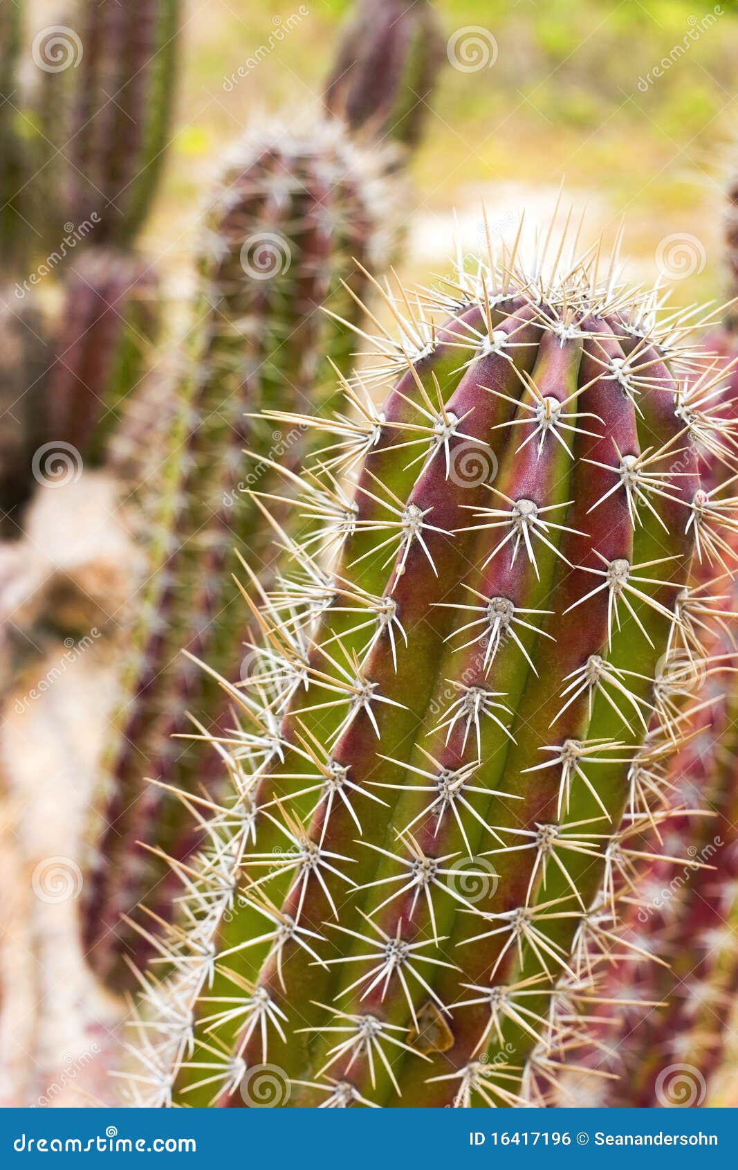 Festive Cactus stock photo. Image of cactus, grow, fruit - 16417196