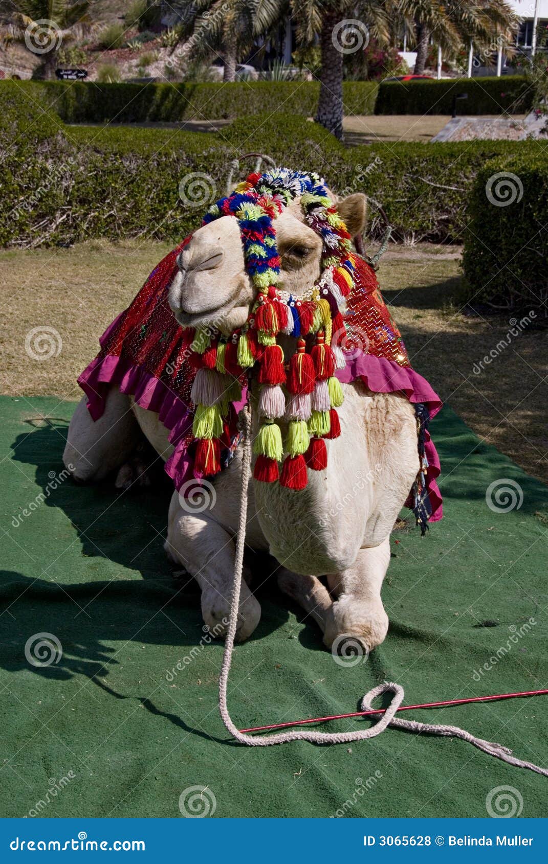 Festive camel stock photo. Image of colourful, sand, rope - 3065628