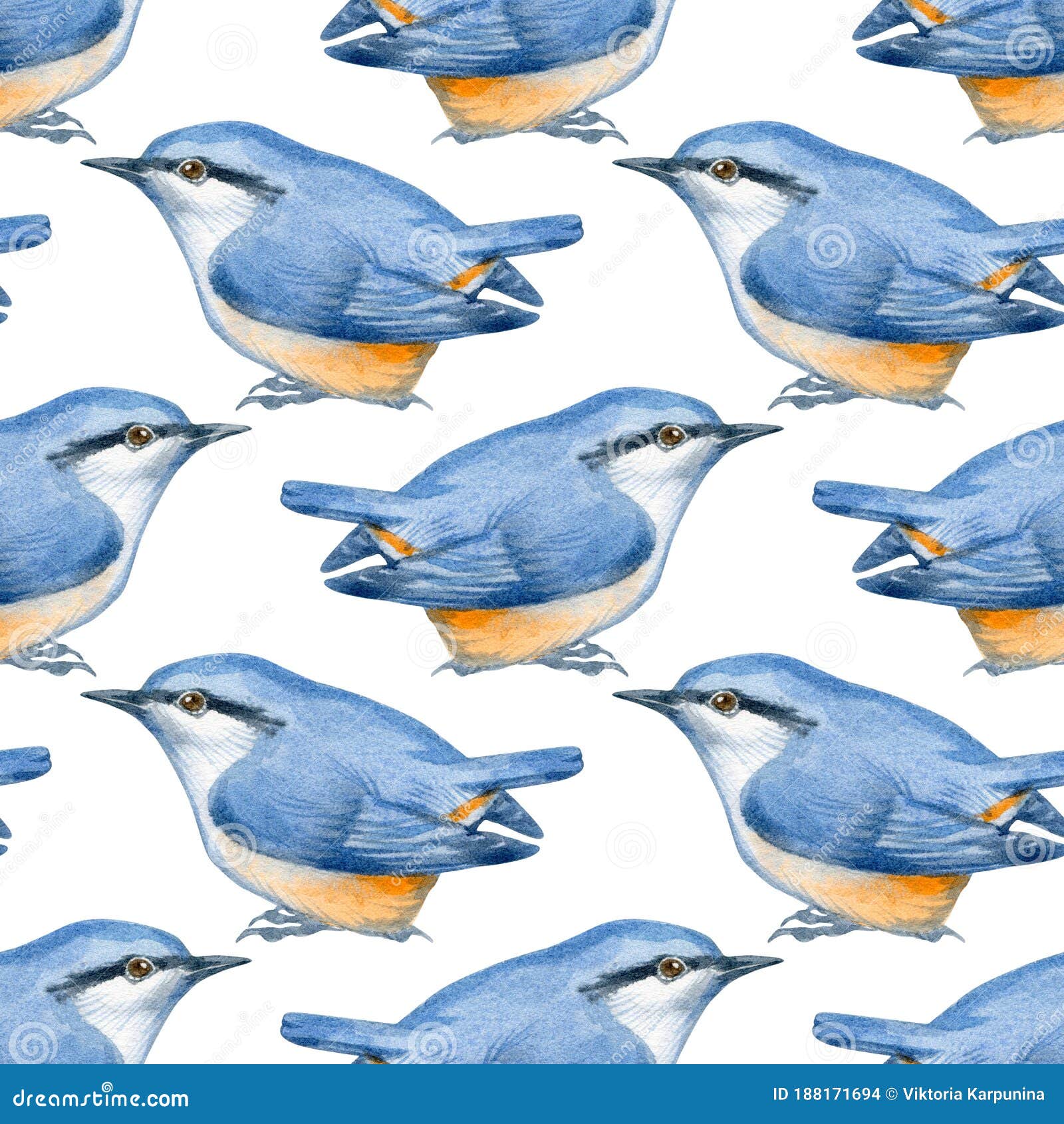 Color Nuthatch Royalty-Free Stock Photography | CartoonDealer.com #48402221