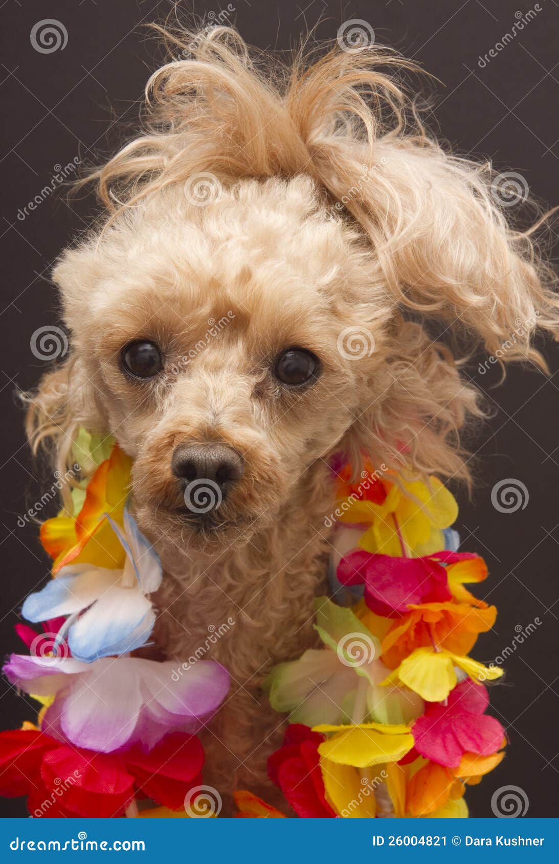Festive Furry Friend stock image. Image of luau, color - 26004821