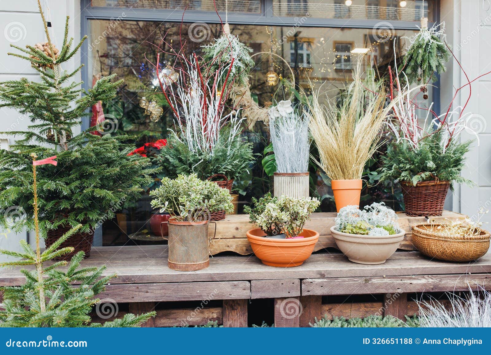 Festive Holiday Window Display with Christmas Plants and Decorations ...
